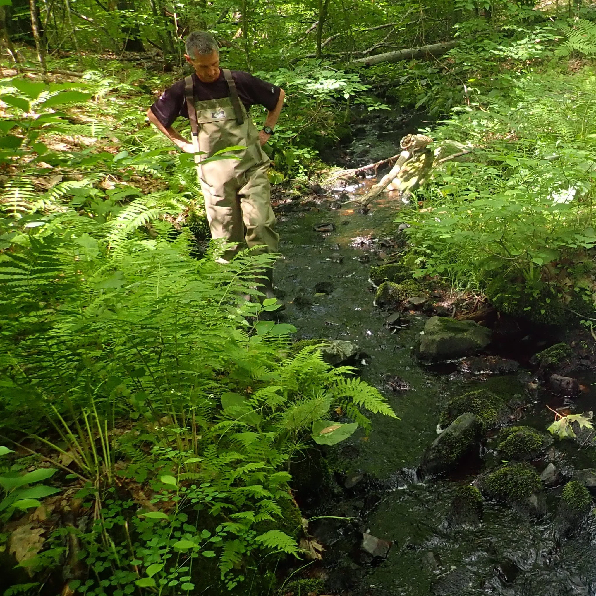 Massachusetts — Native Fish Coalition