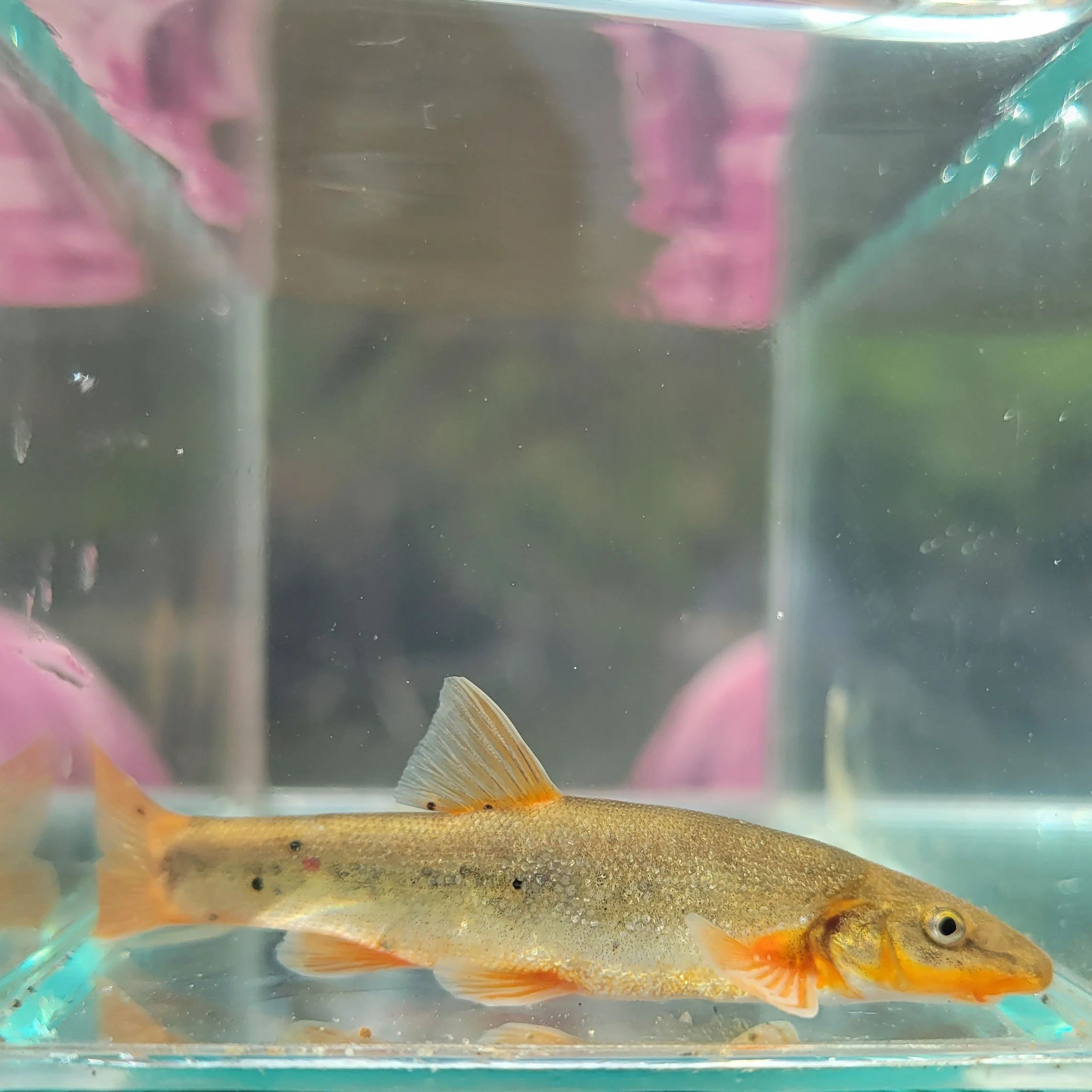 NFC Chapter Spotlight: Ohio — Native Fish Coalition