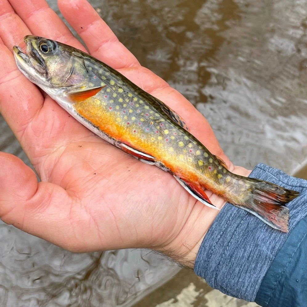 Maryland — Native Fish Coalition