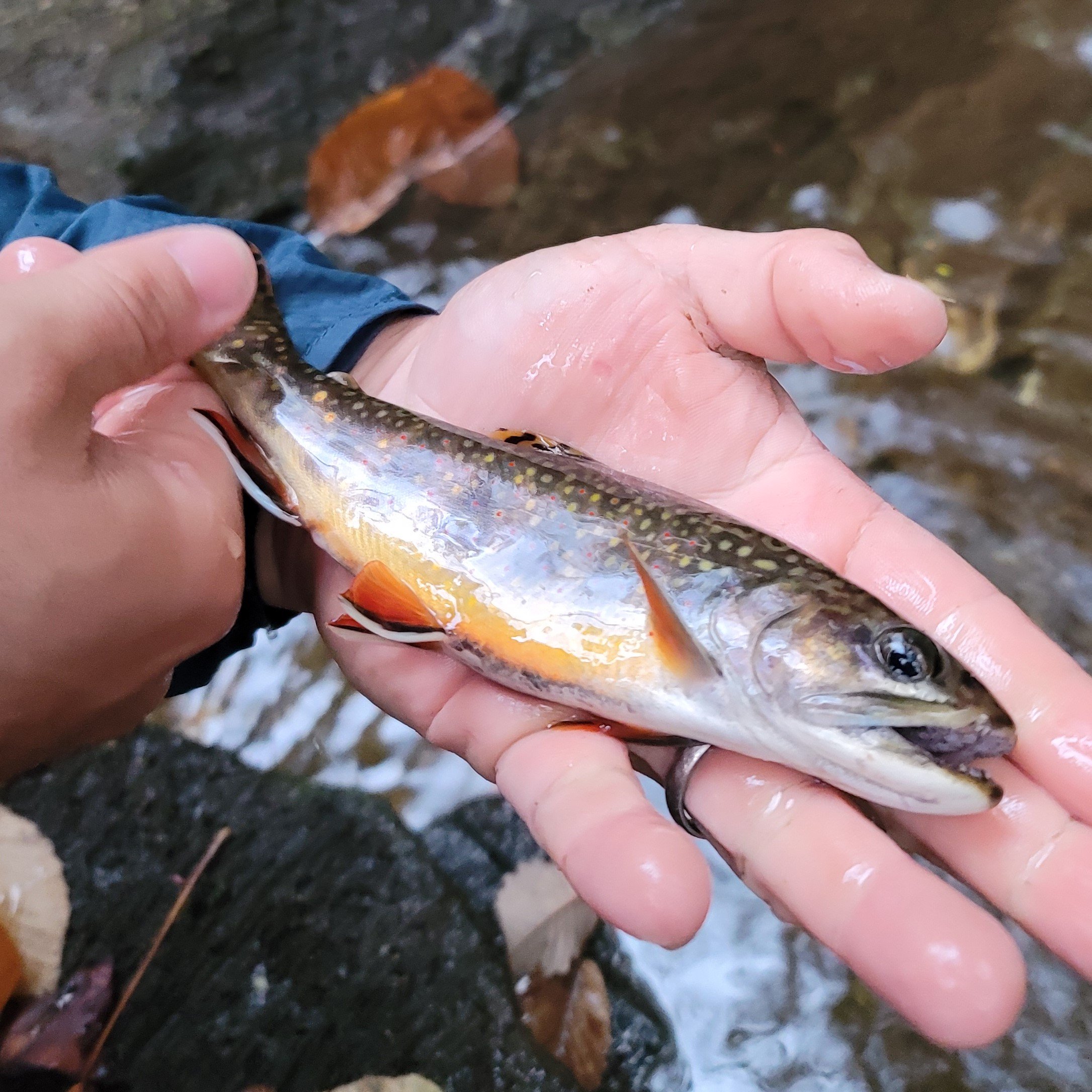 Maryland — Native Fish Coalition