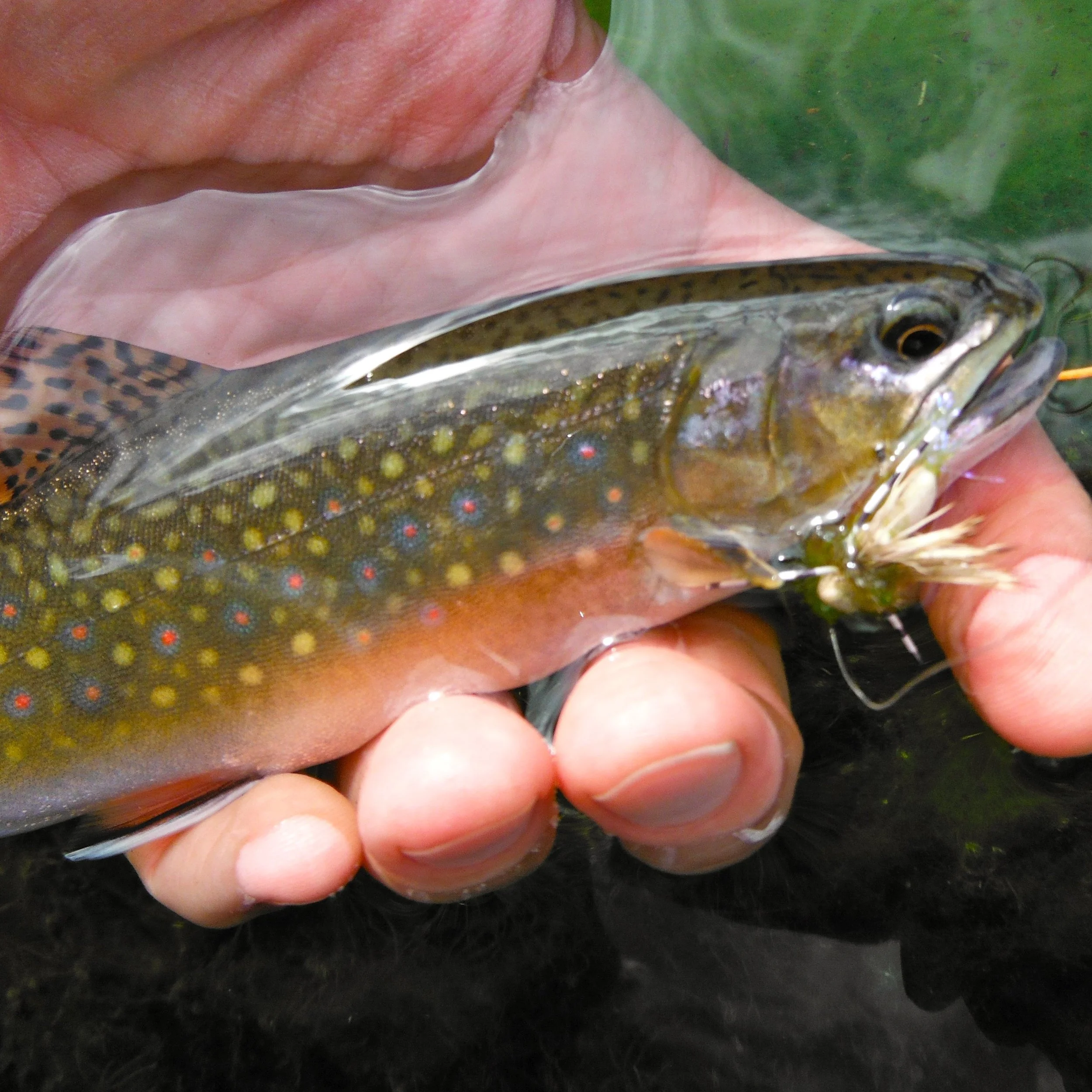 Michigan — Native Fish Coalition