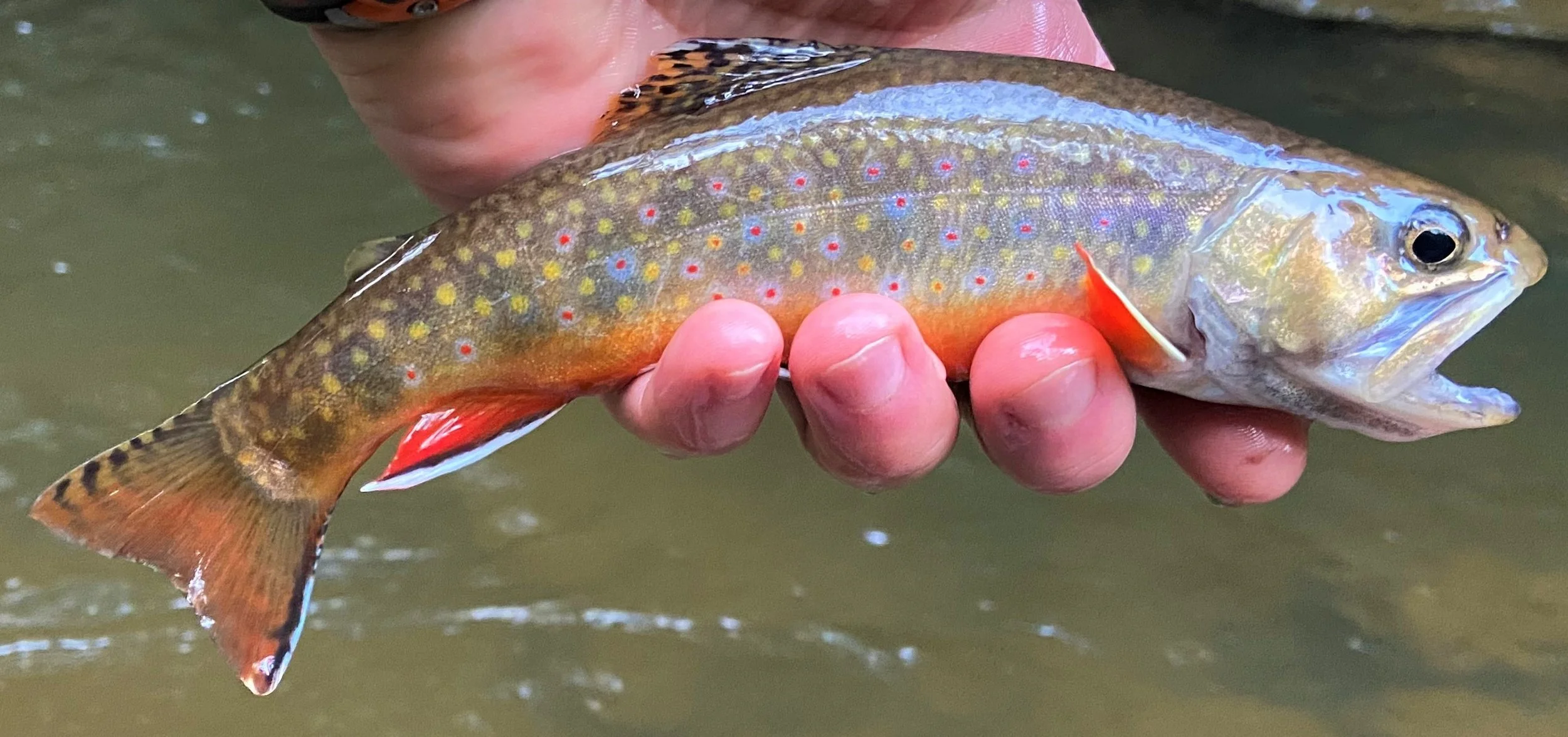 Maryland — Native Fish Coalition