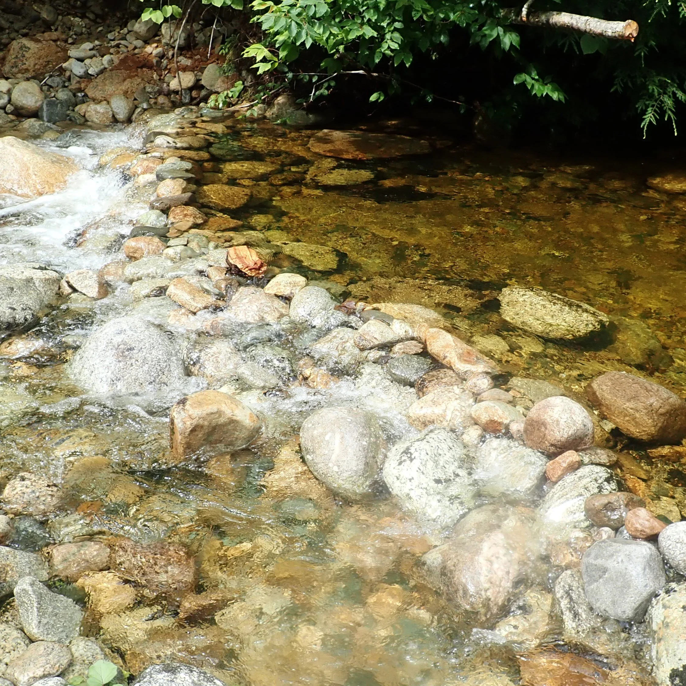 Tennessee — Native Fish Coalition