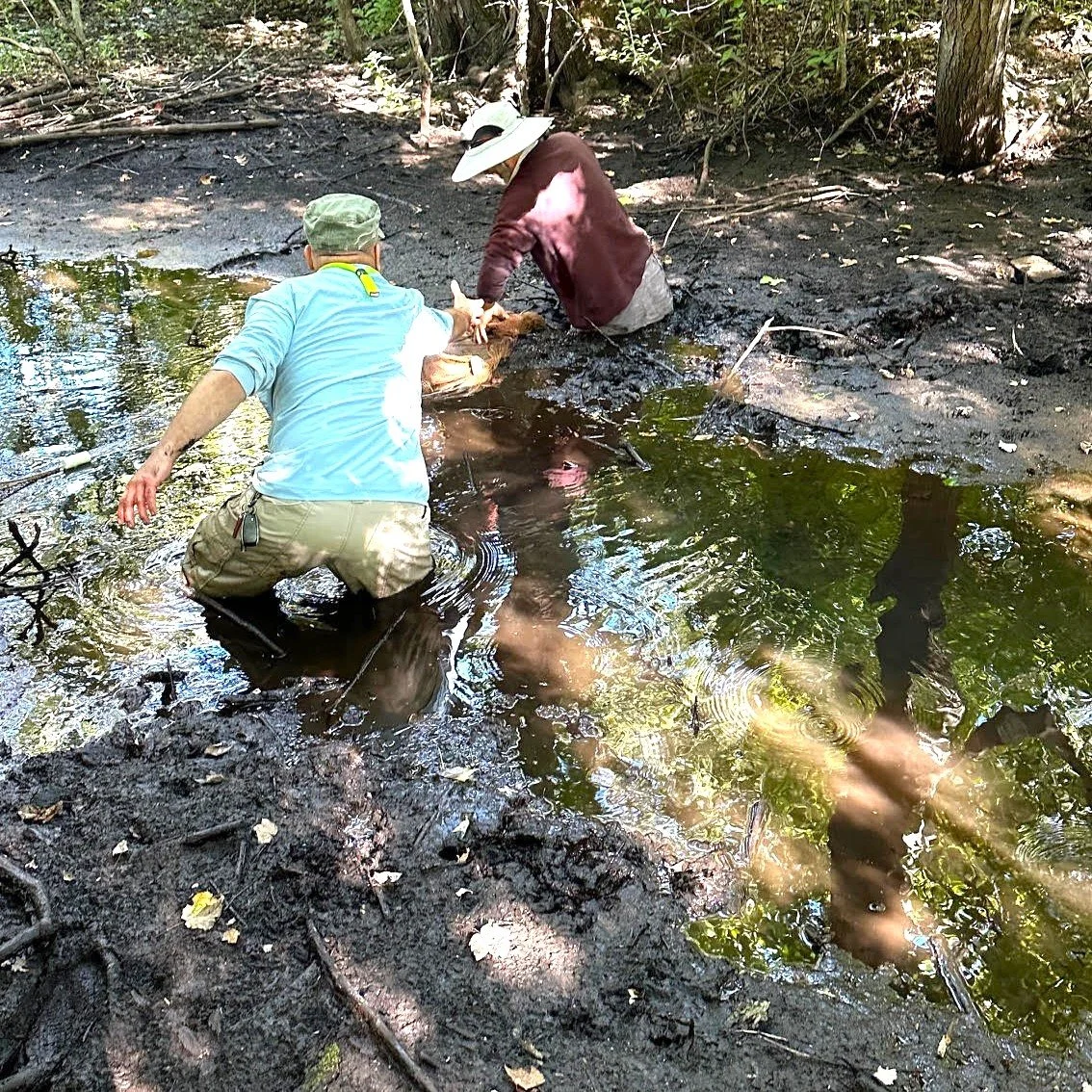 Massachusetts — Native Fish Coalition