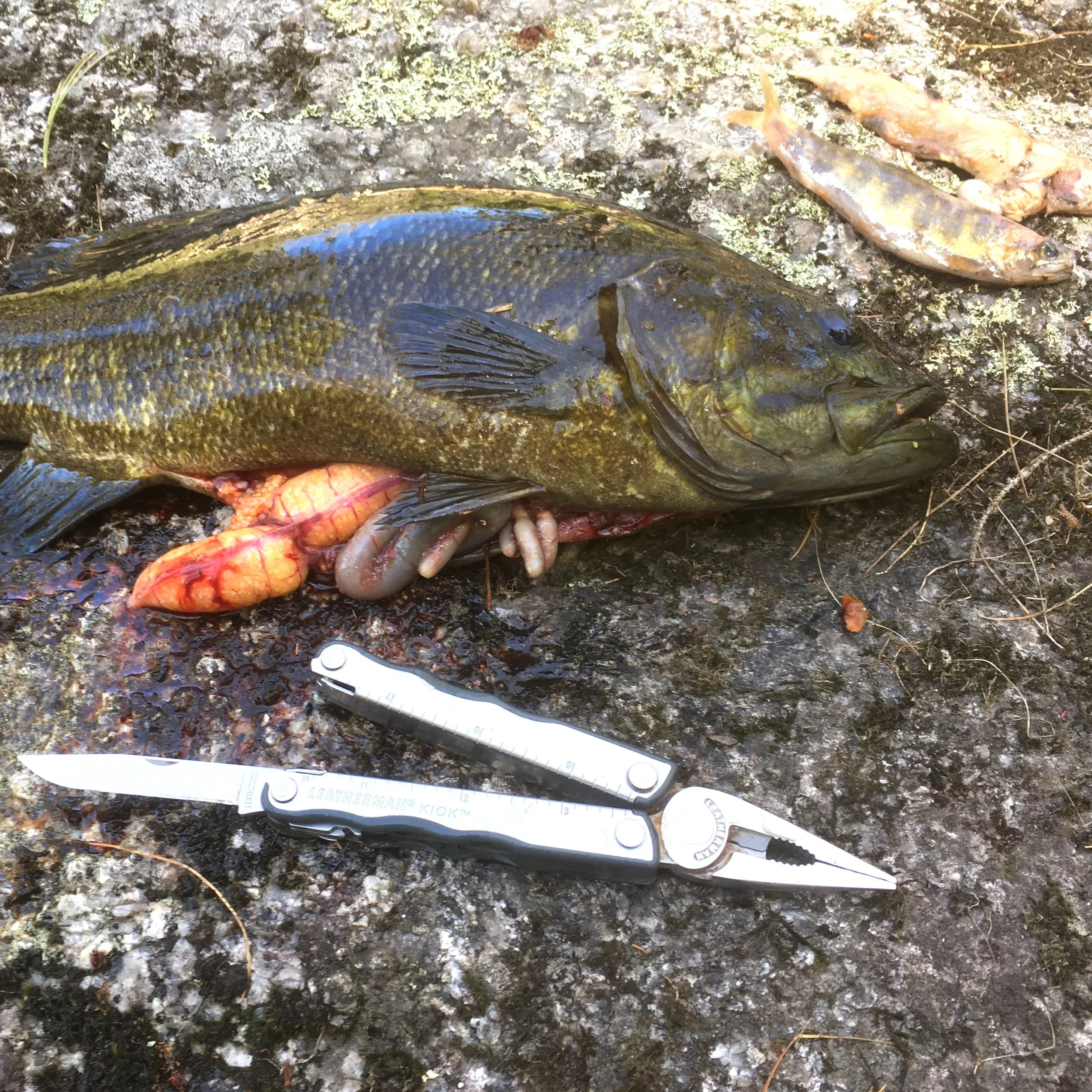 Virginia — Native Fish Coalition