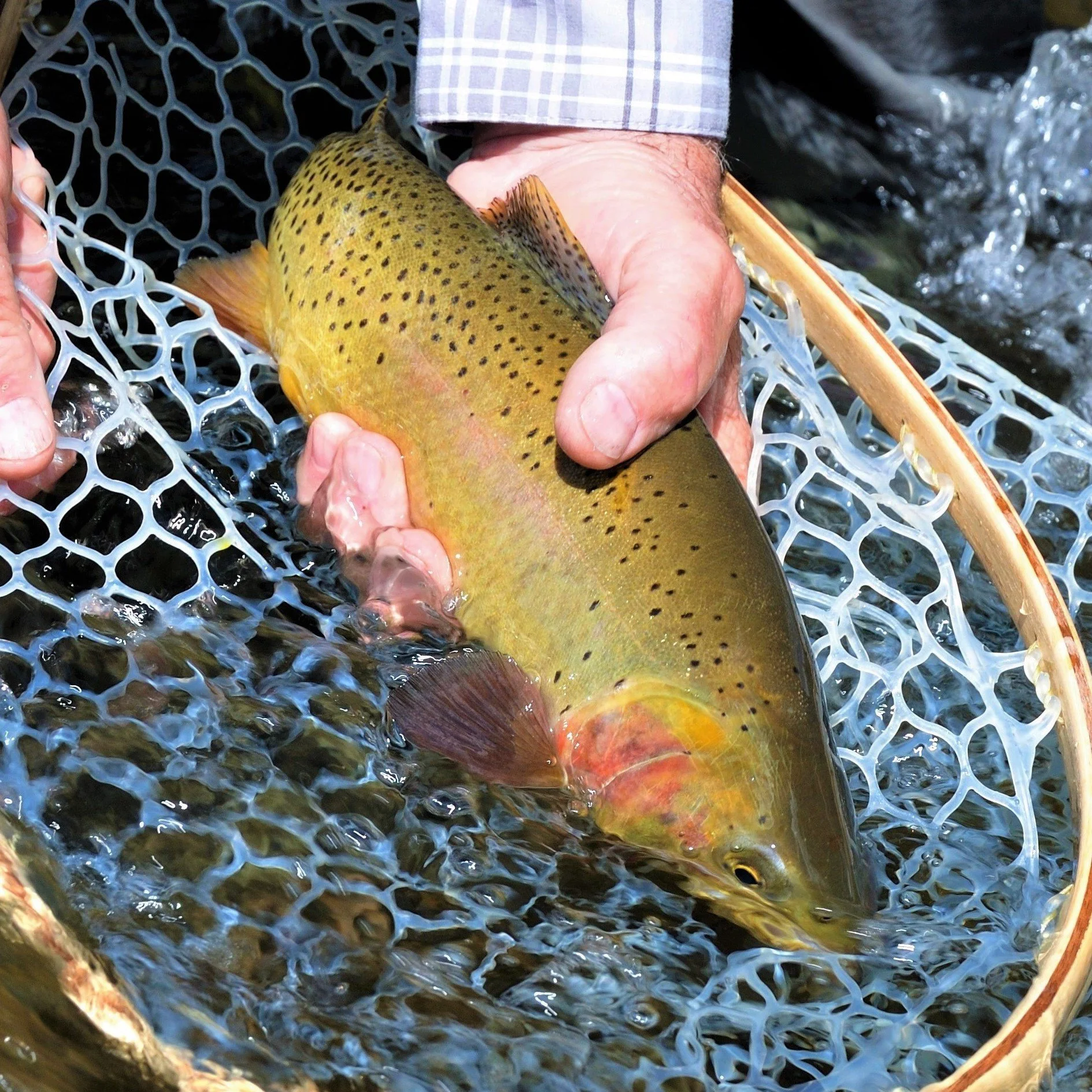 West Virginia — Native Fish Coalition