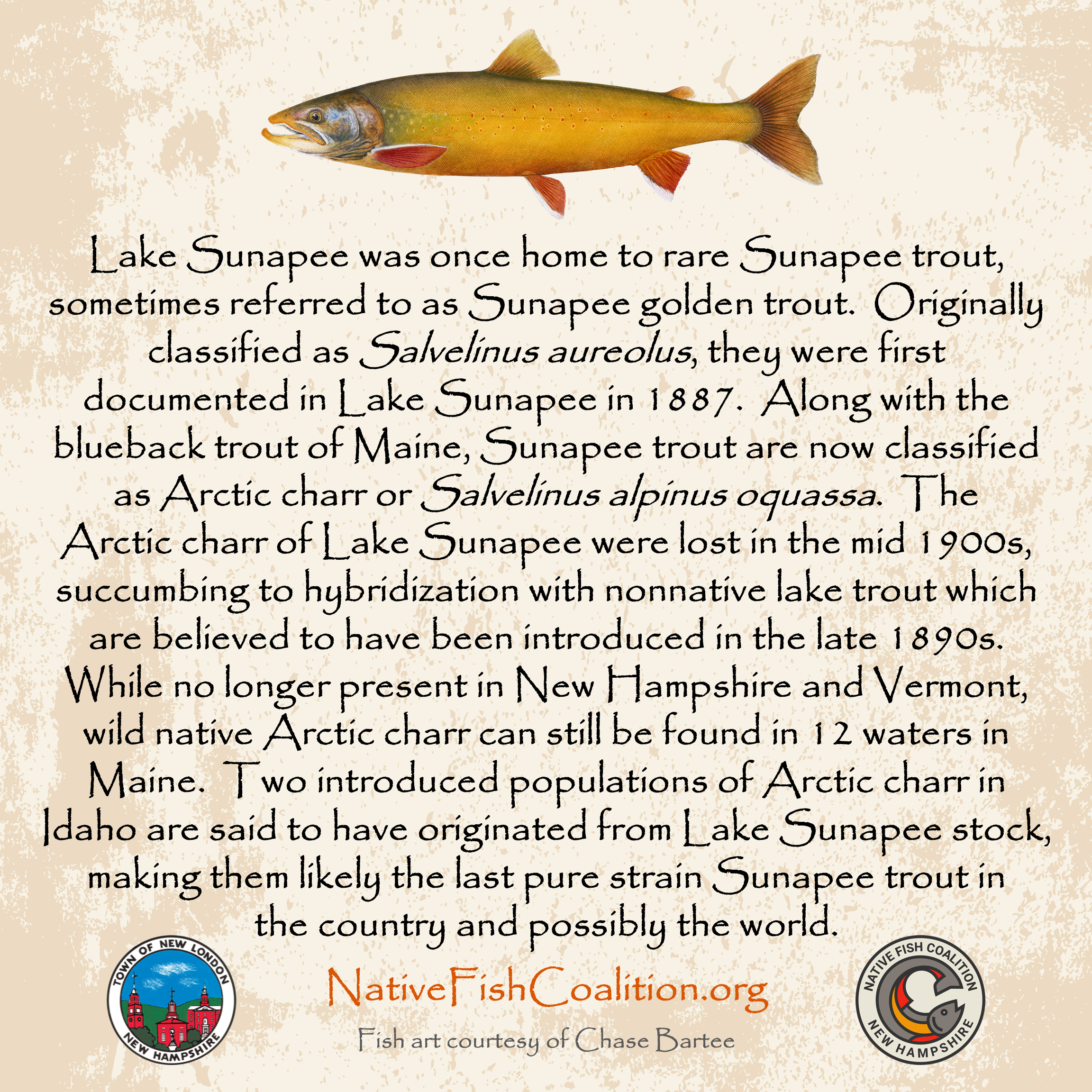 Arctic Charr - New Hampshire (New London) — Native Fish Coalition