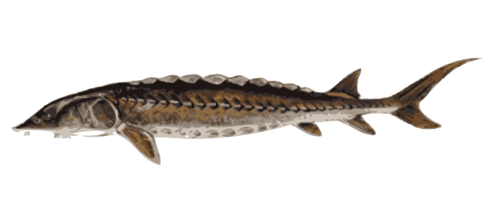 Maine Stream Sees Hundreds of Sturgeon Spawning... — Native Fish Coalition