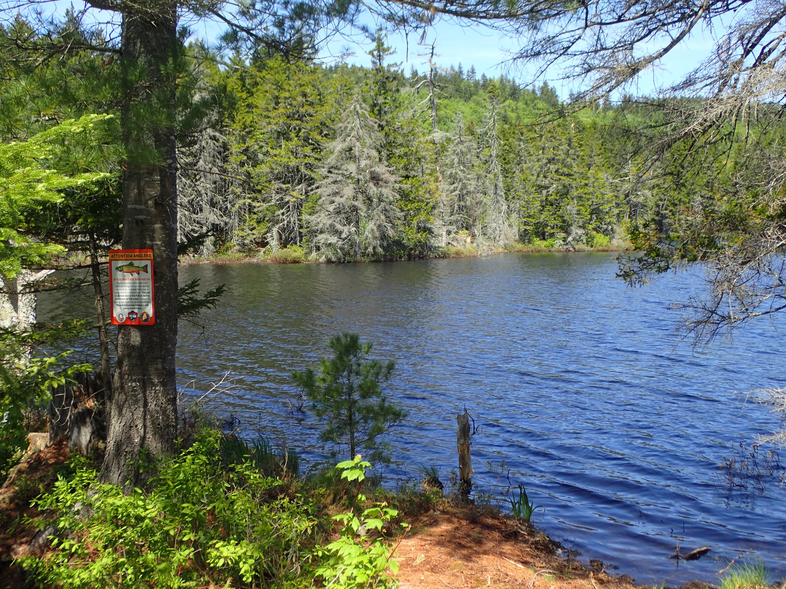 NFC ED Bob Mallard on Maine's Wild Native Brook Trout Ponds — Native ...