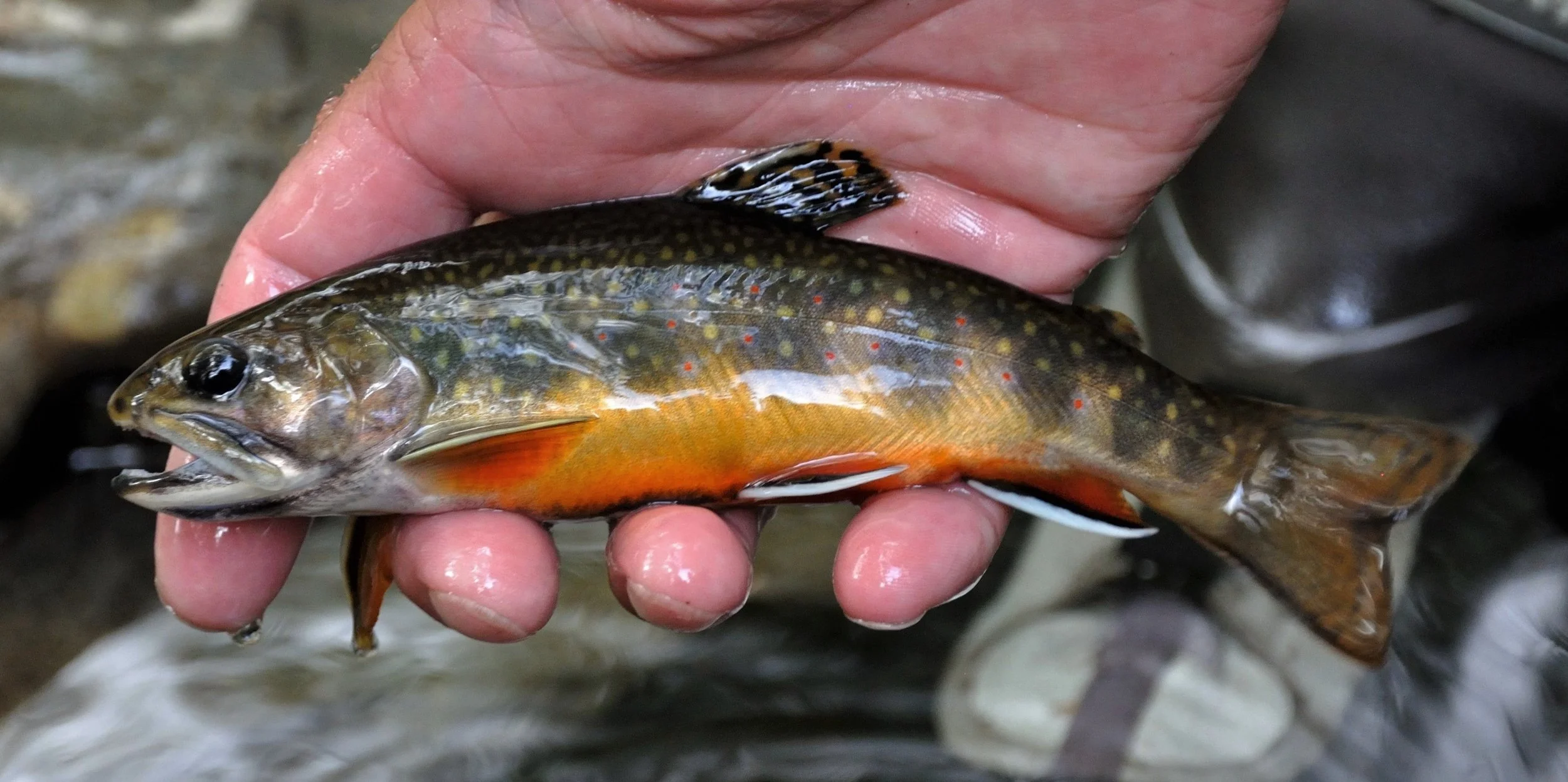 Tennessee — Native Fish Coalition