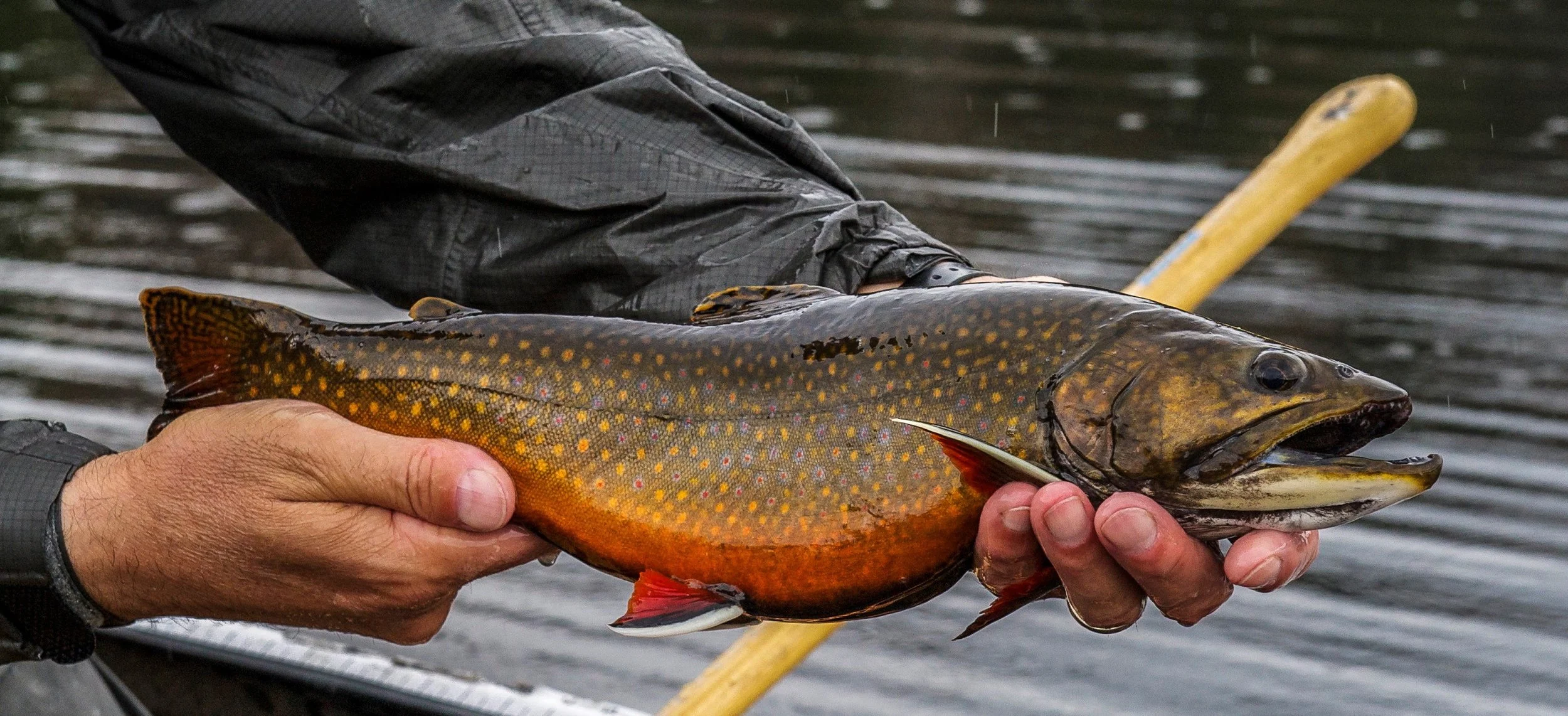 NFC ED Bob Mallard Writes About Maine Brook Trout in Fly Fisherman ...