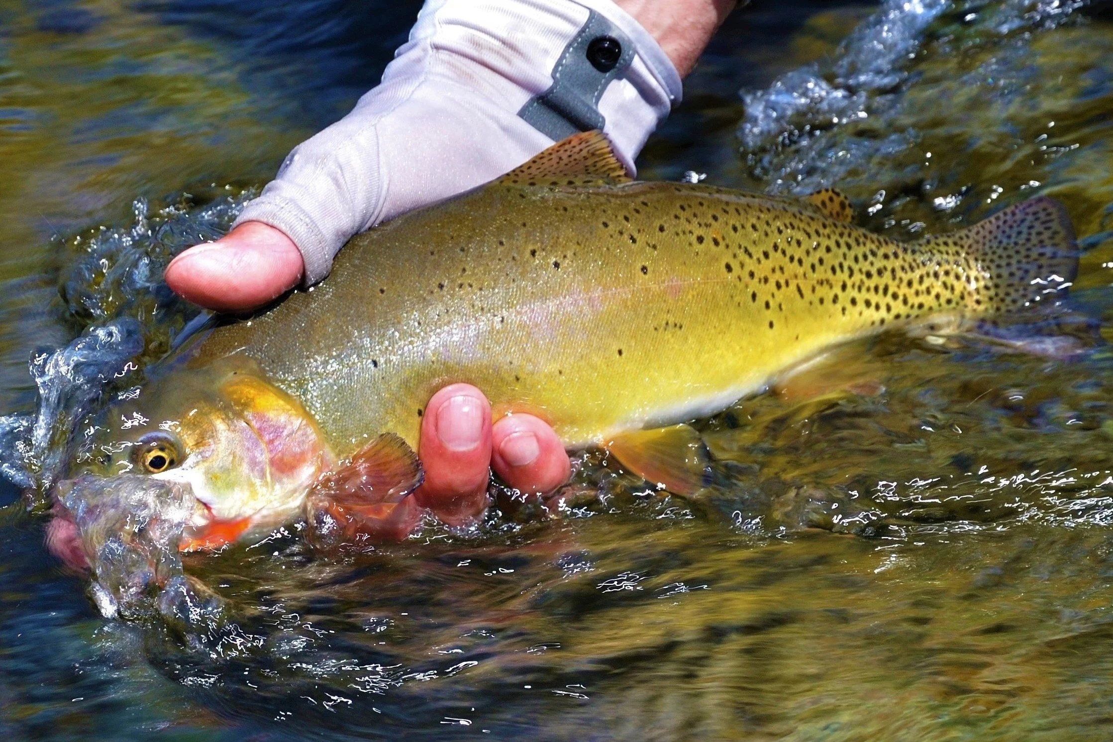 Wild Refuges, we wish it were that simple... — Native Fish Coalition