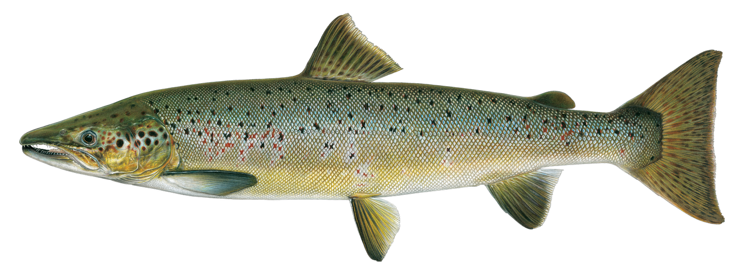Atlantic Salmon: A Symbol of Wild America — Native Fish Coalition