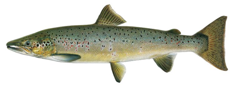 Atlantic Salmon: A Symbol of Wild America — Native Fish Coalition