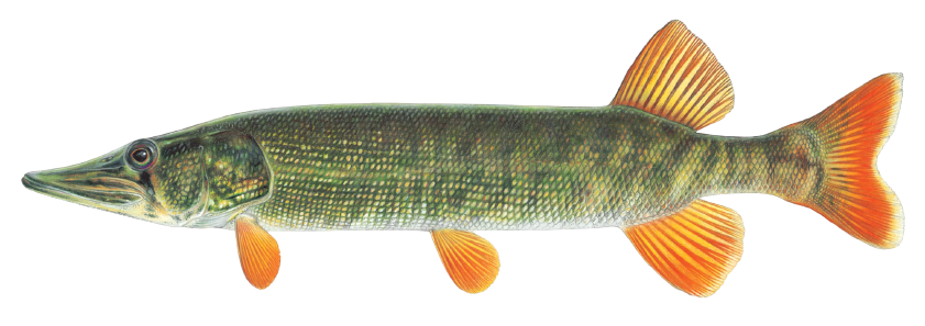 Maine's State-Endangered Redfin Pickerel Get Informational Signs ...