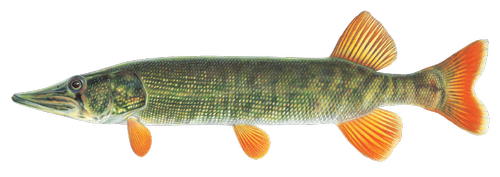 Maine's State-Endangered Redfin Pickerel Get Informational Signs ...