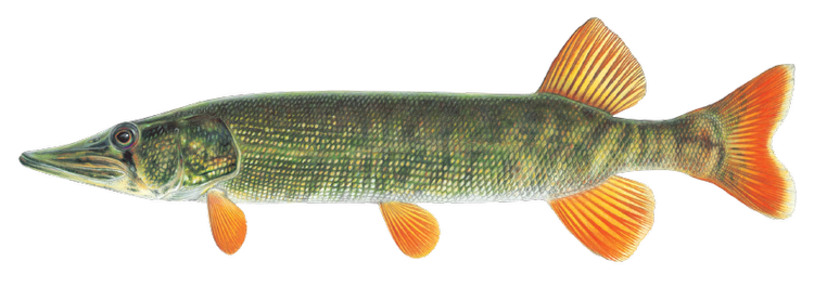 Maine's State-Endangered Redfin Pickerel Get Informational Signs ...