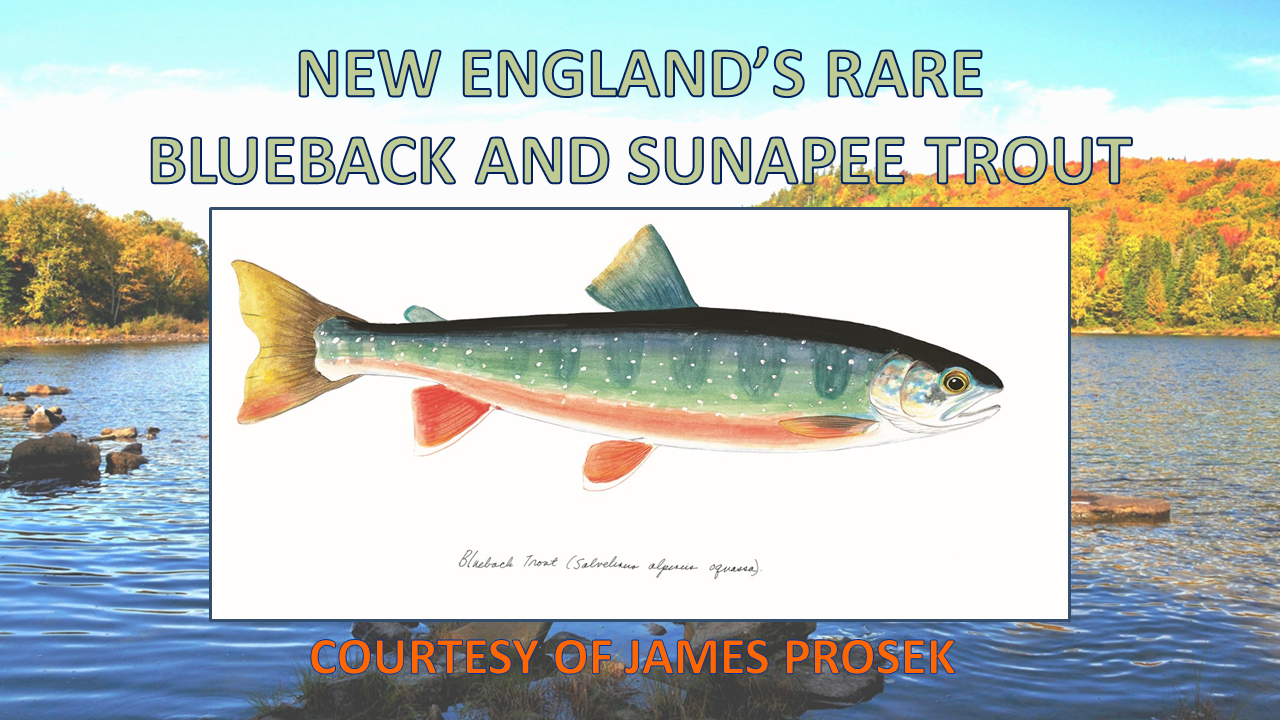 New England's Rare Blueback and Sunapee Trout — Native Fish Coalition