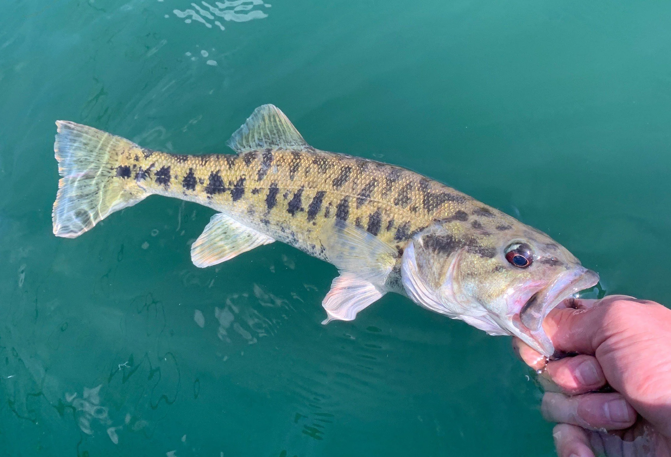 South Carolina - We're Live! — Native Fish Coalition