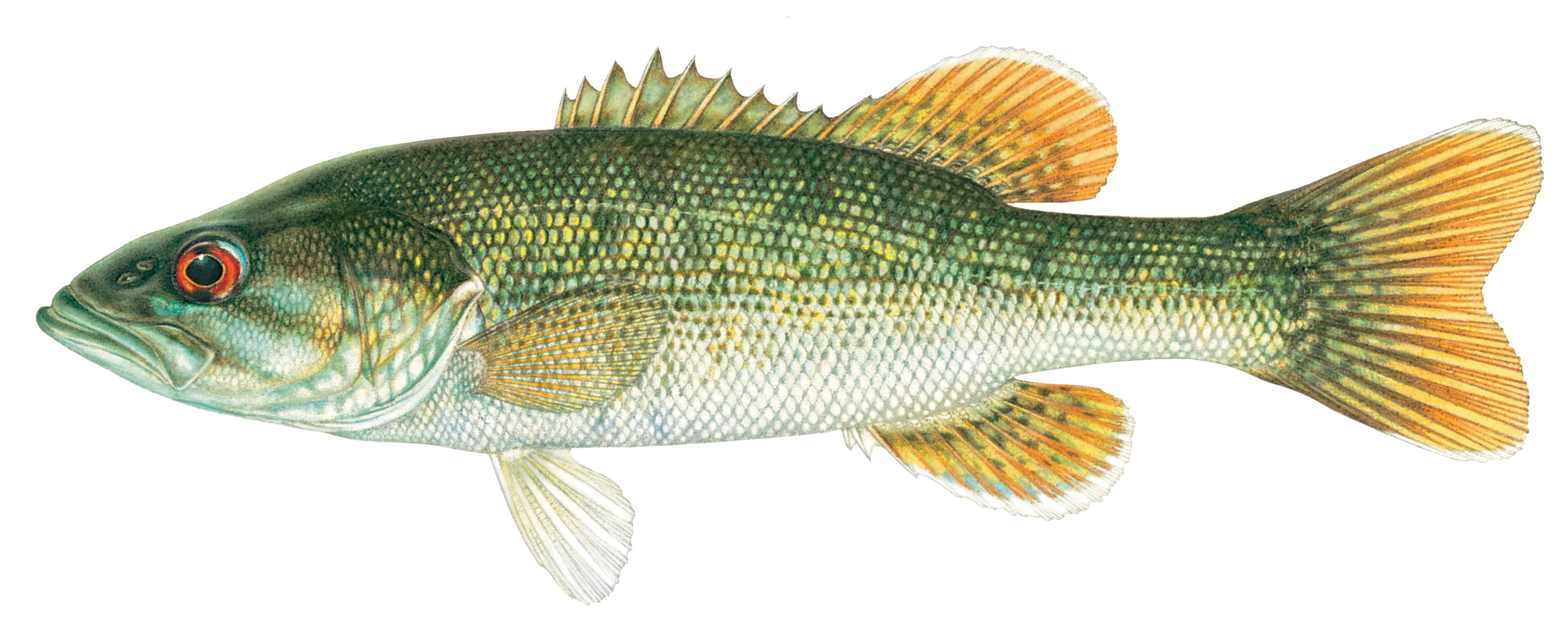 NFC Redeye Bass Logo T-Shirt — Native Fish Coalition
