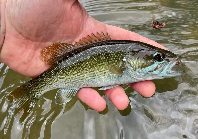 Native Fish Coalition