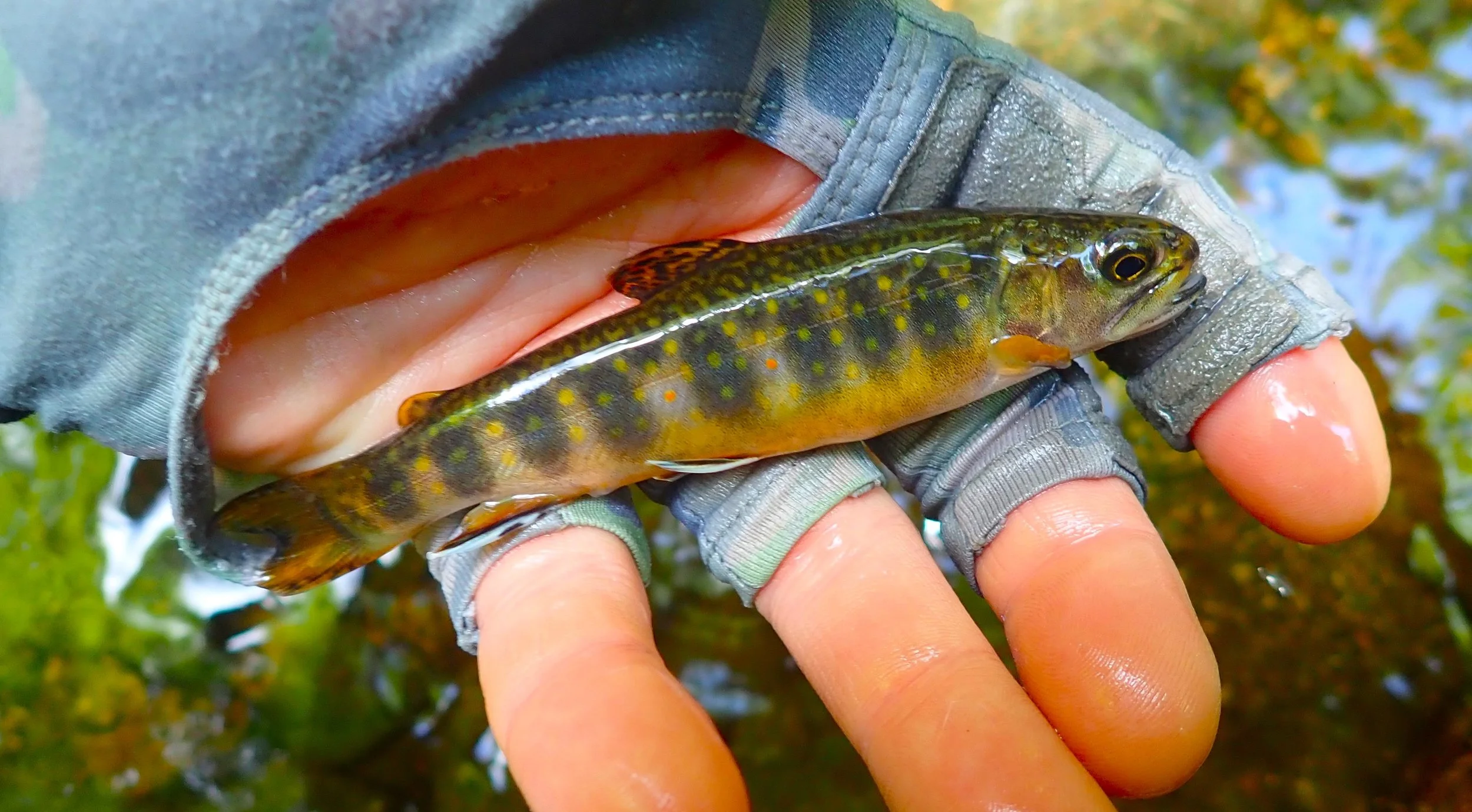 Tenkara Event Funds Native Fish Conservation Initiative in New ...