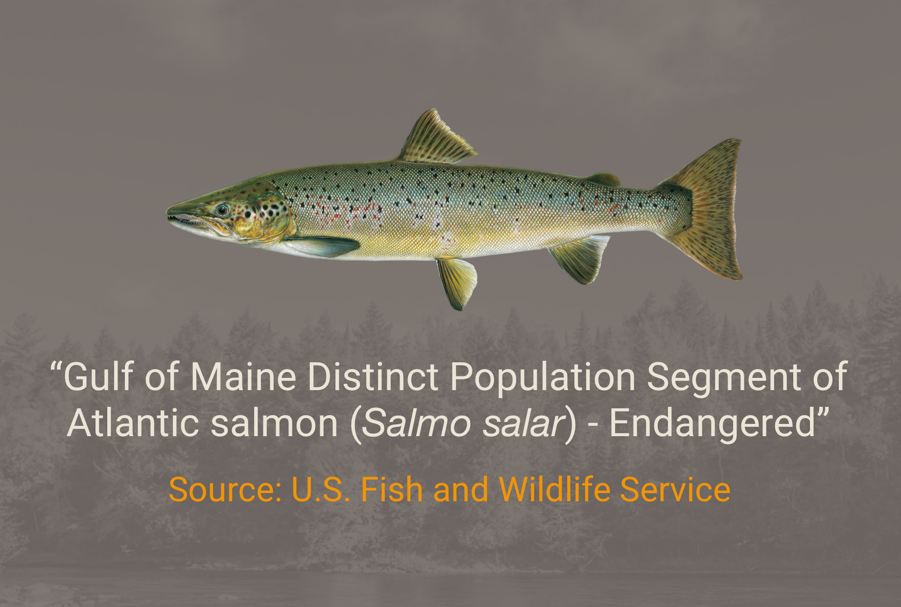 Maine Atlantic Salmon State Listing... — Native Fish Coalition