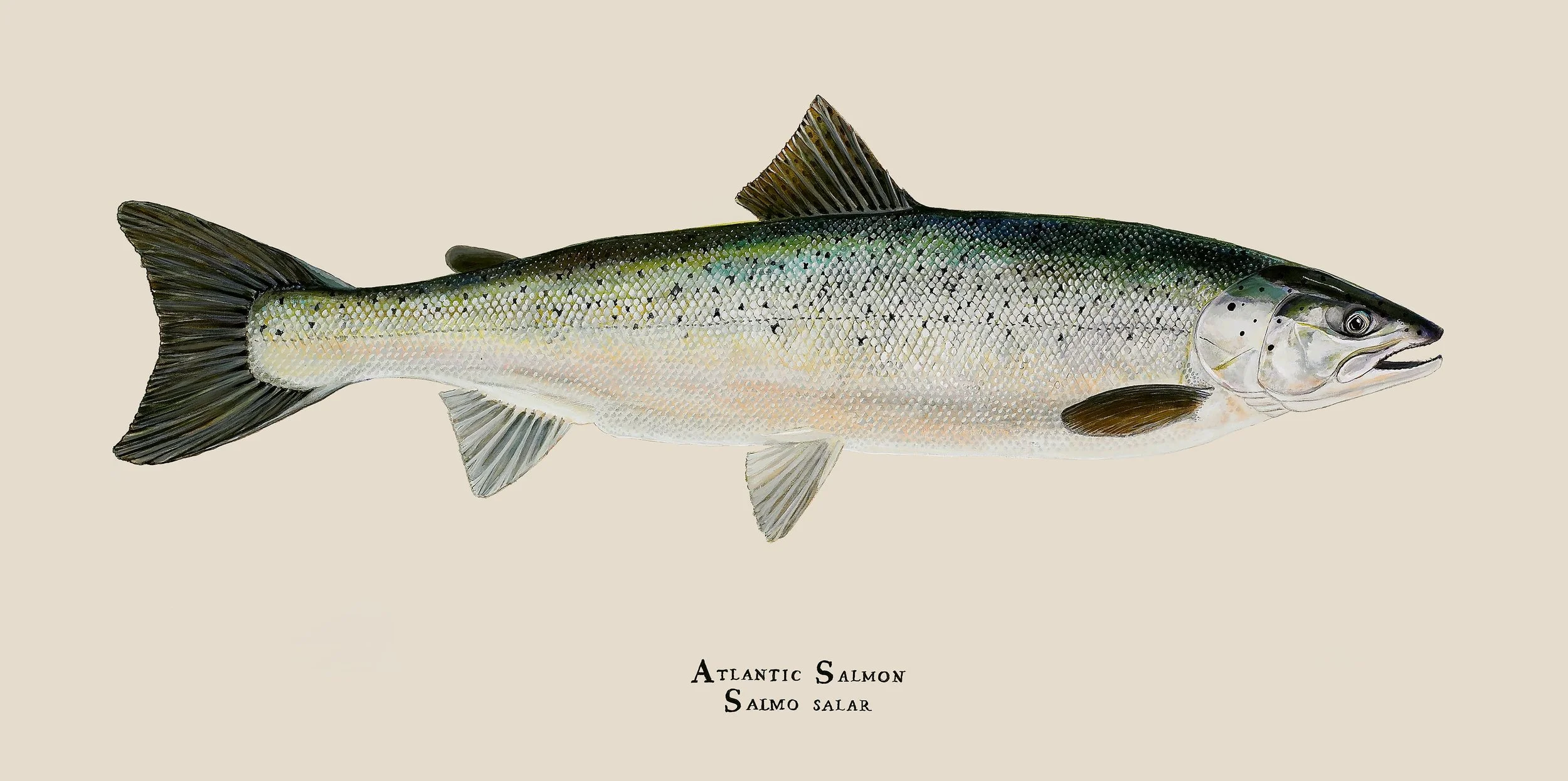 Atlantic Salmon Drawing
