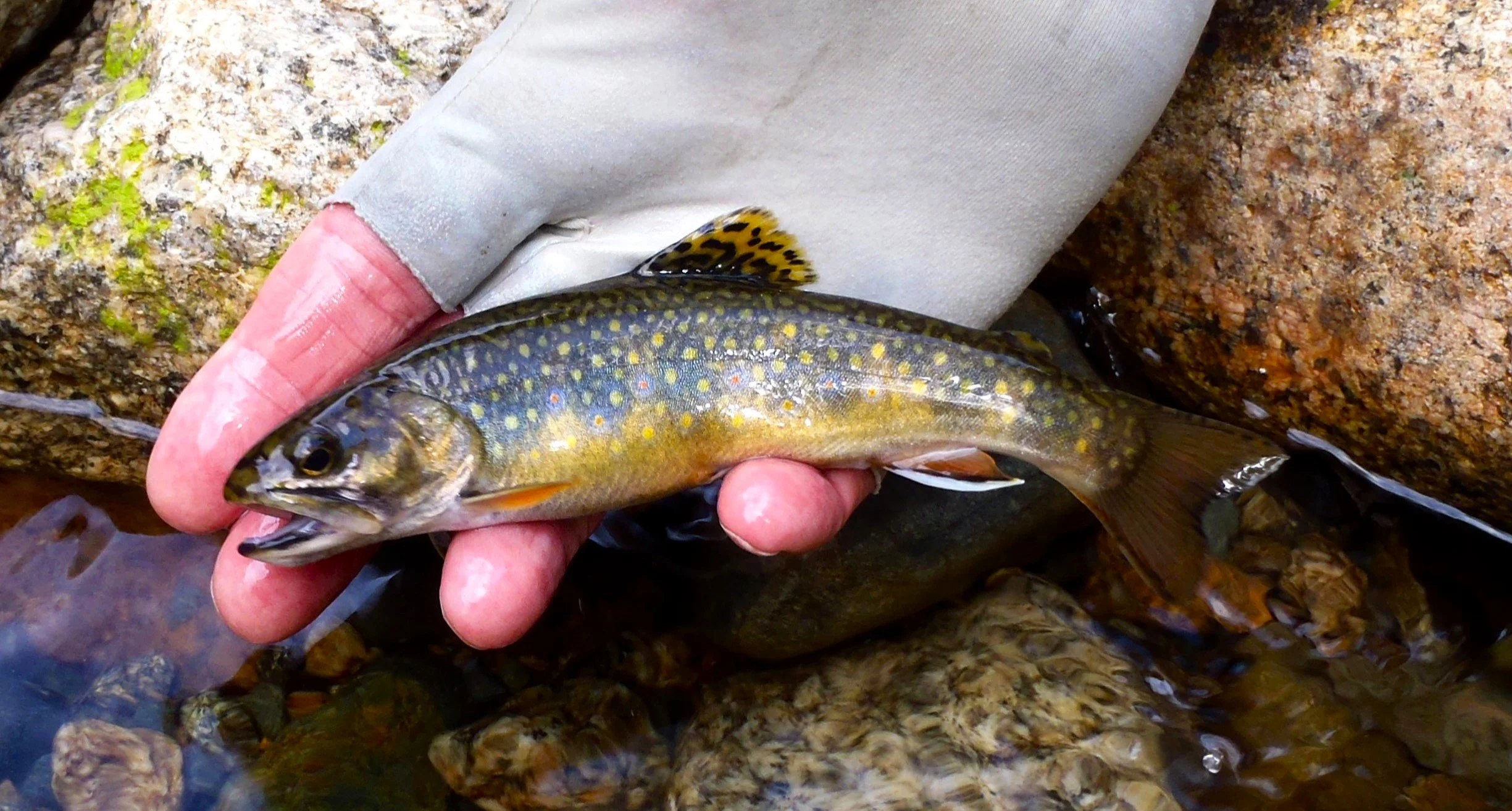 New Hampshire's Zealand River: Enough Already...Please... — Native Fish ...