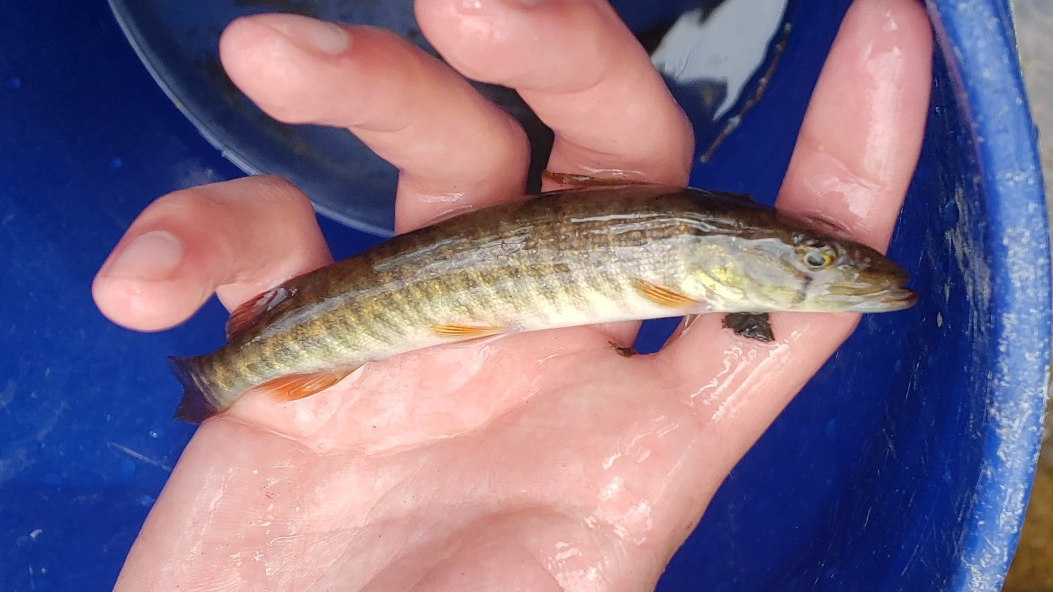 Maine's State Endangered Redfin Pickerel Proposed for Statewide No ...