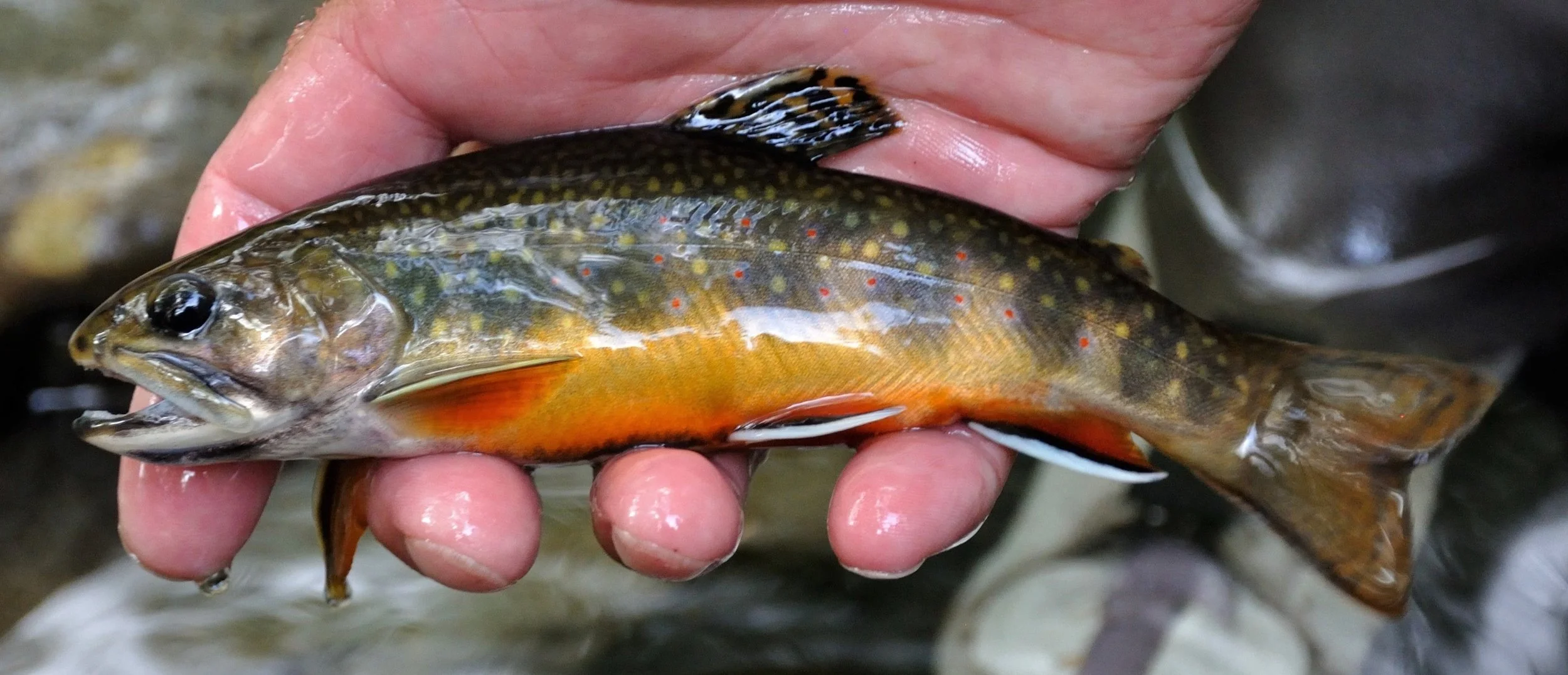 GA NFC Board Member Palmer Henson Talks Brook Trout with Fish Untamed ...