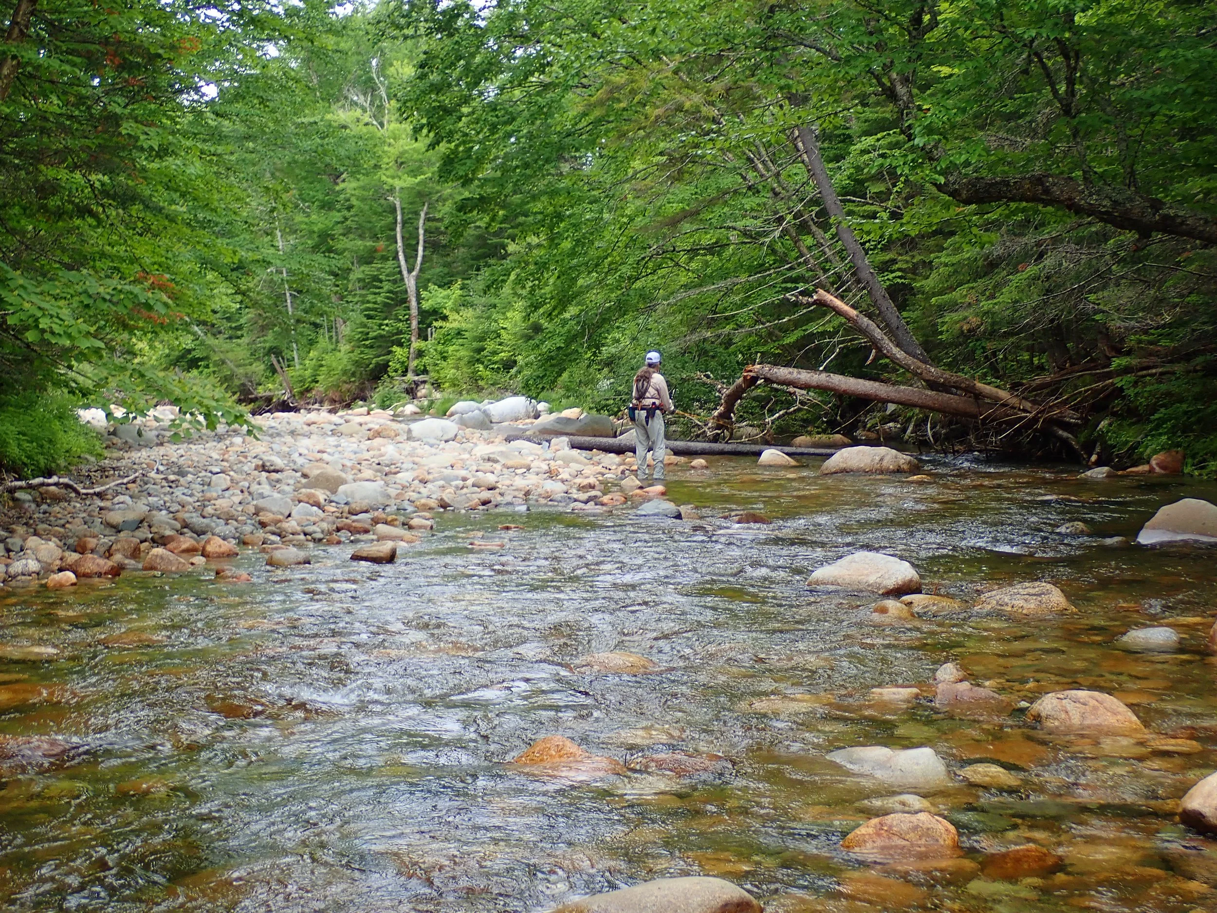 Beleaguered Rivers of New Hampshire's White Mountains Region ...