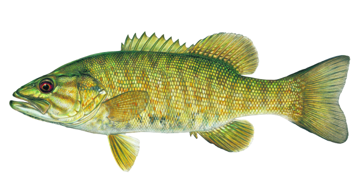 Bass in the Yellowstone: We Shouldn't Be This Surprised — Native Fish ...