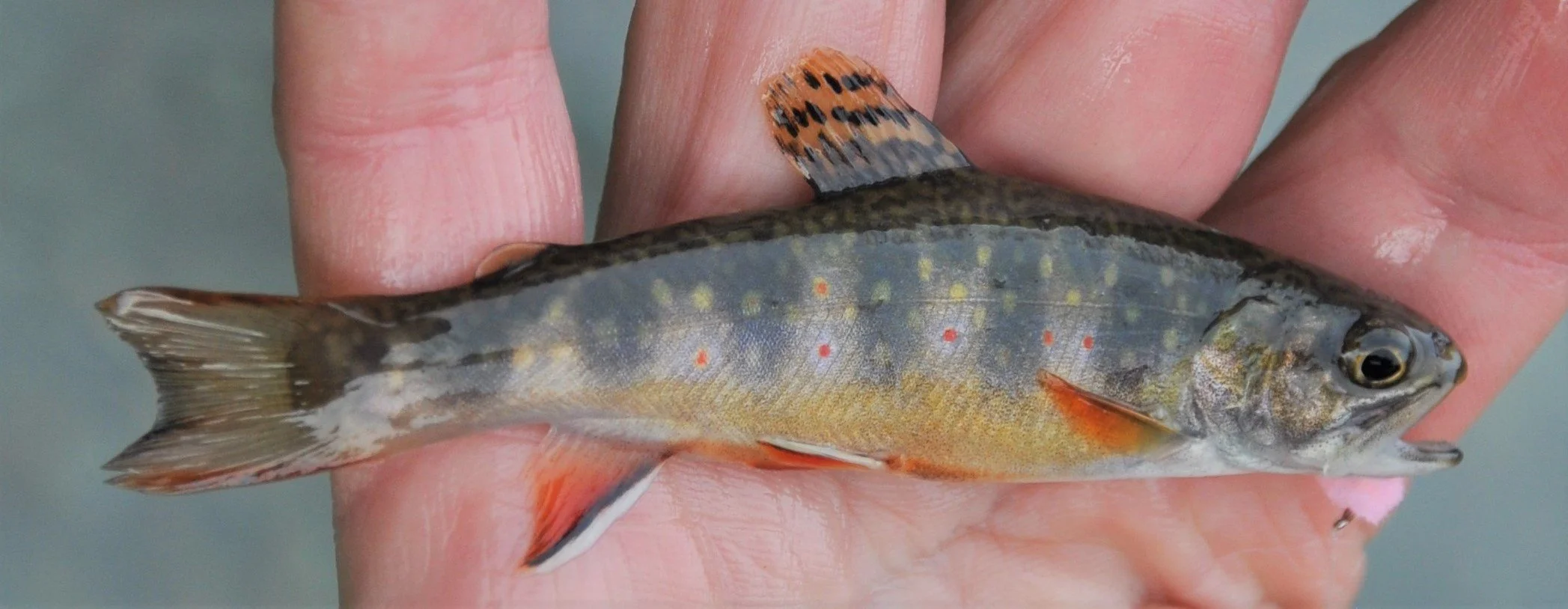 Swift River in Massachusetts Gets Brook Trout Redd Signs — Native Fish ...