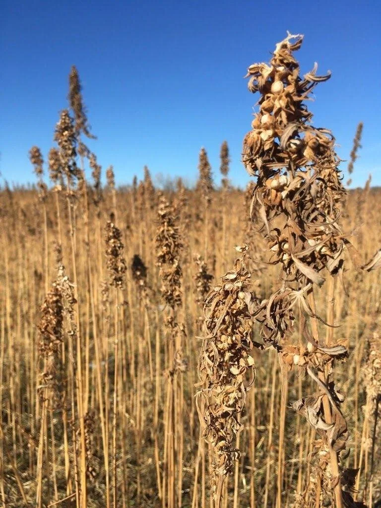 Via YES! Magazine: Tribes Revive Traditional Hemp Economies — Winona's ...