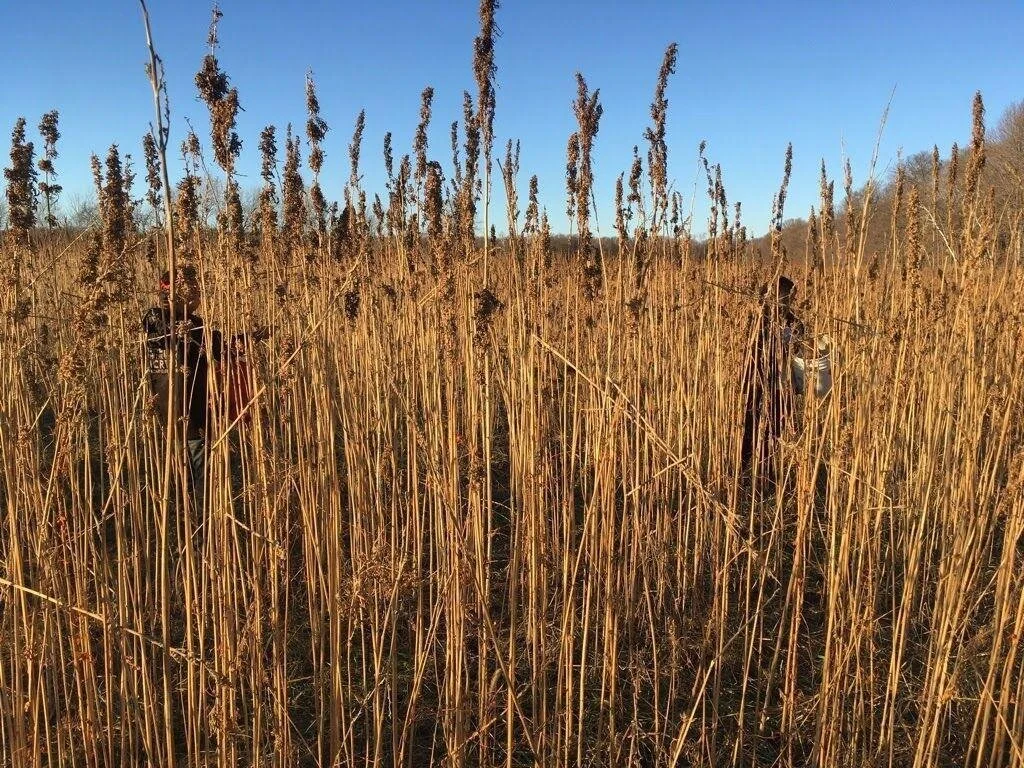 Via YES! Magazine: Tribes Revive Traditional Hemp Economies — Winona's ...