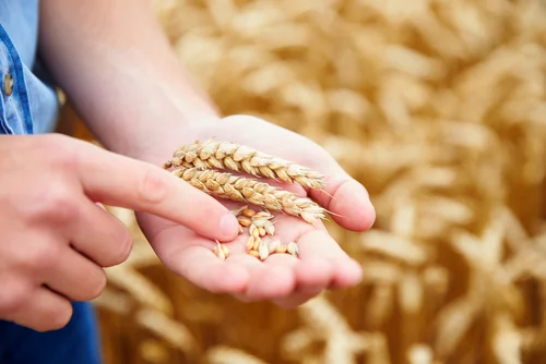 Kentucky Wheat Facts — Kentucky Small Grain Growers Association