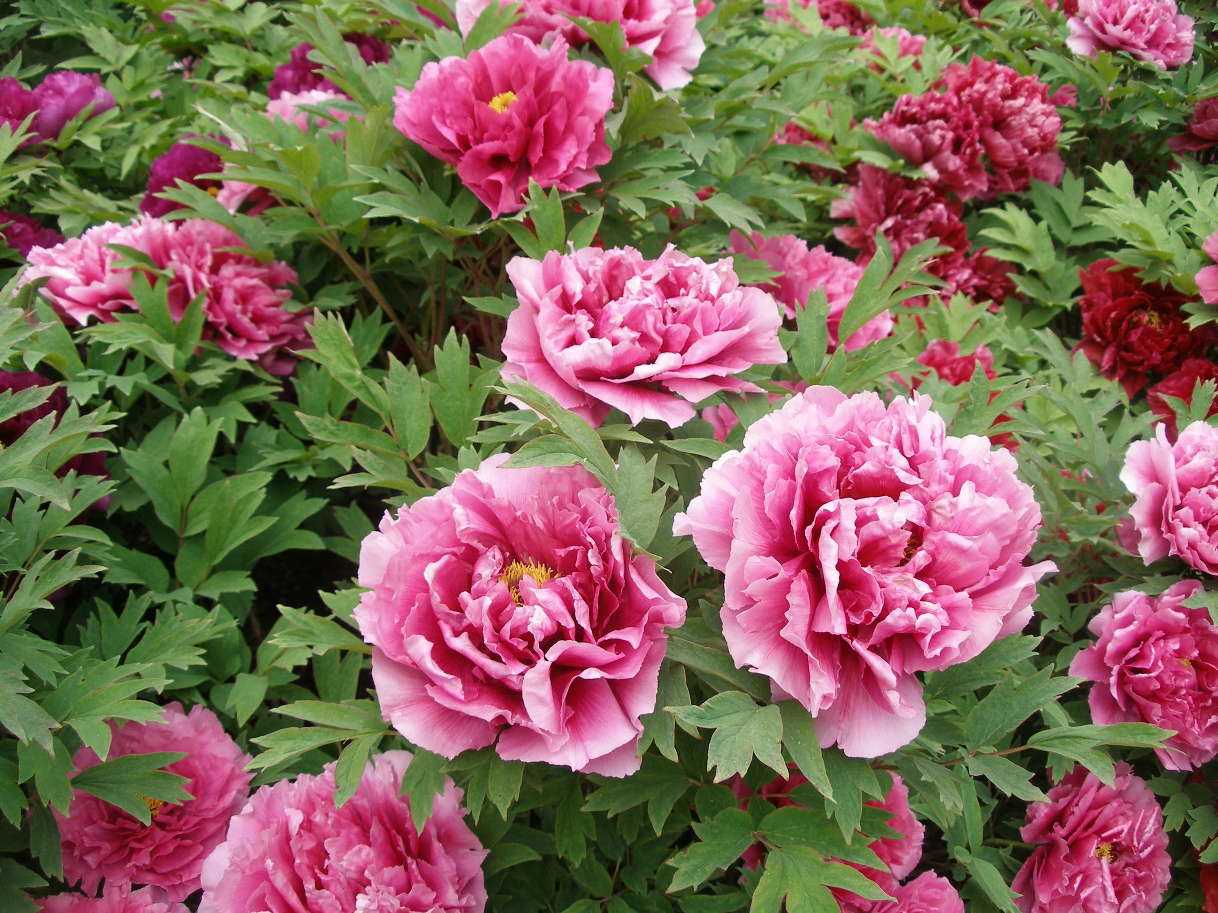 Peony Celebration — Friends of the Rockefeller State Park