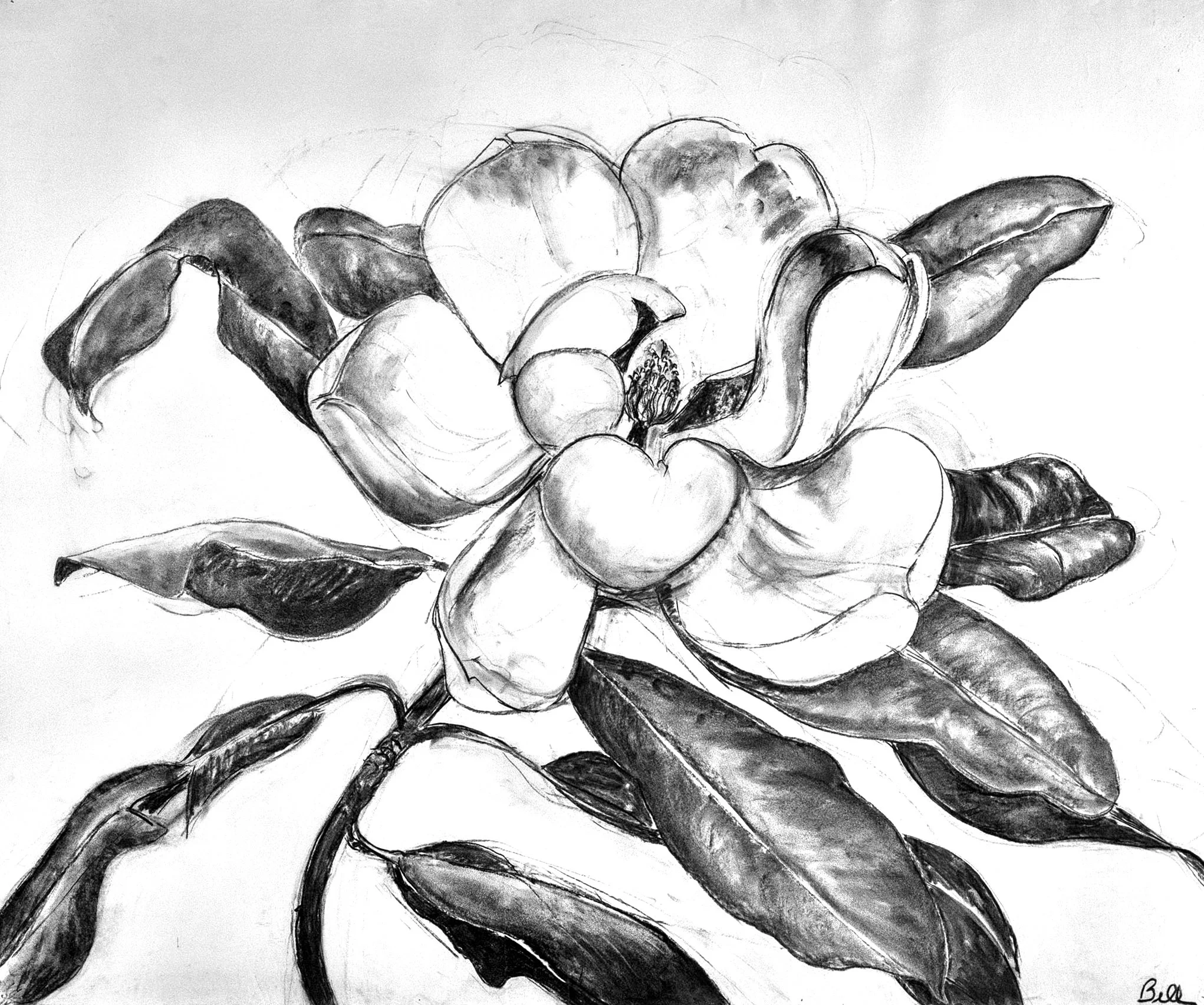 Peony Celebration — Friends of the Rockefeller State Park