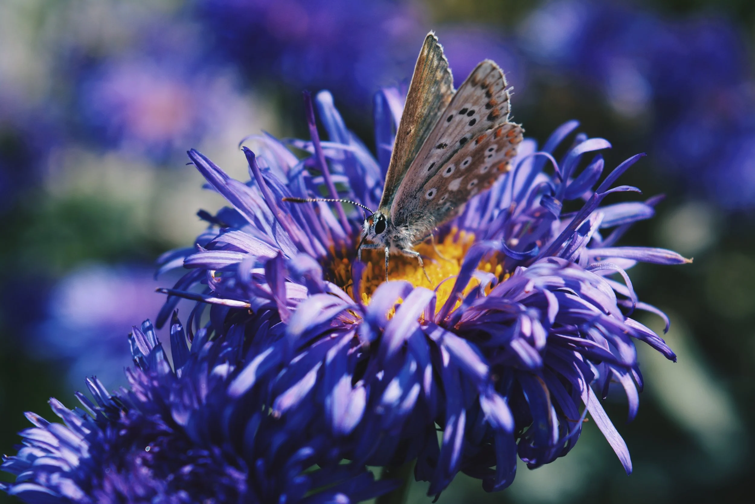 Organic Intelligence — Resource Resilience Counseling