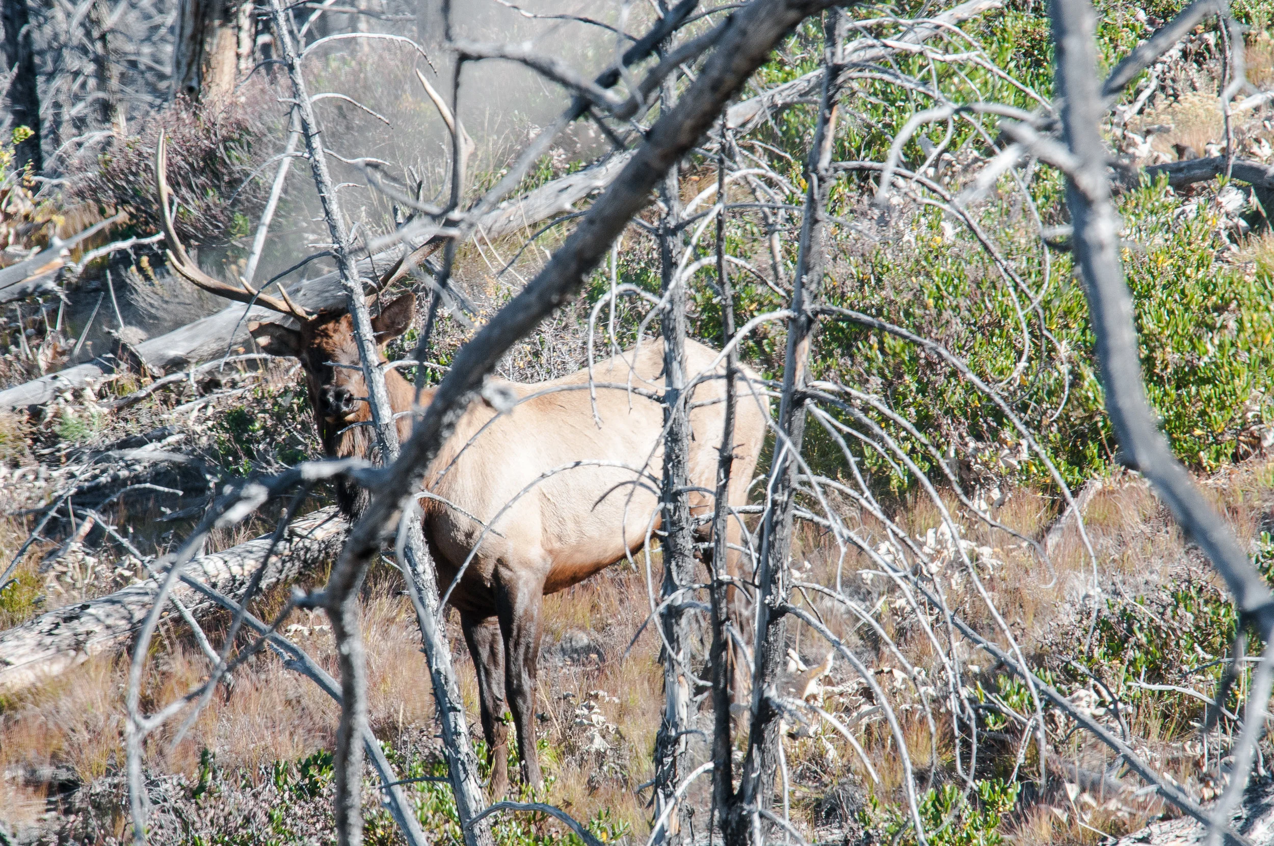 Elk & Deer Hunts — Middle Fork Outfitters