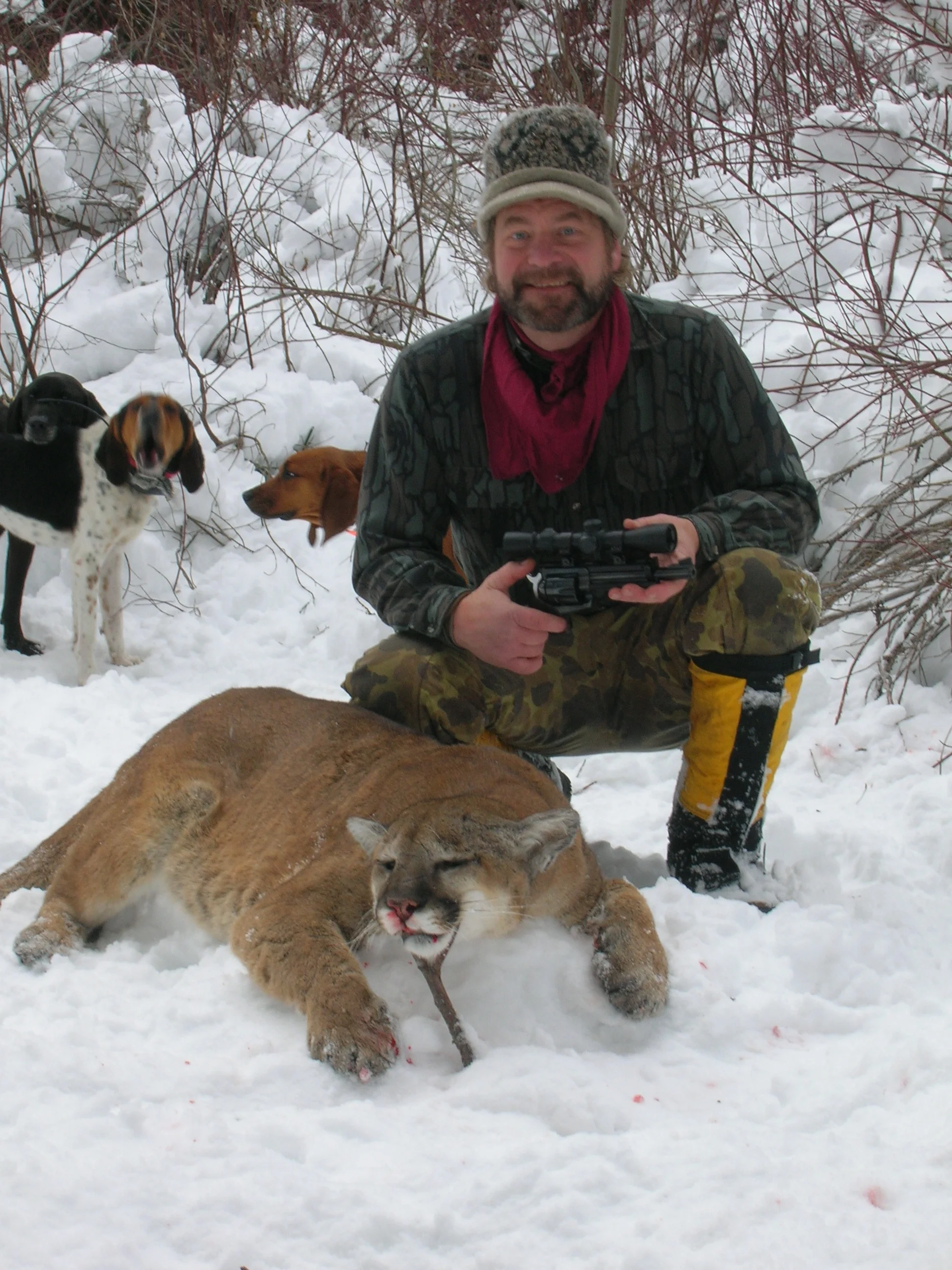 Mountain Lion Hunts — Middle Fork Outfitters