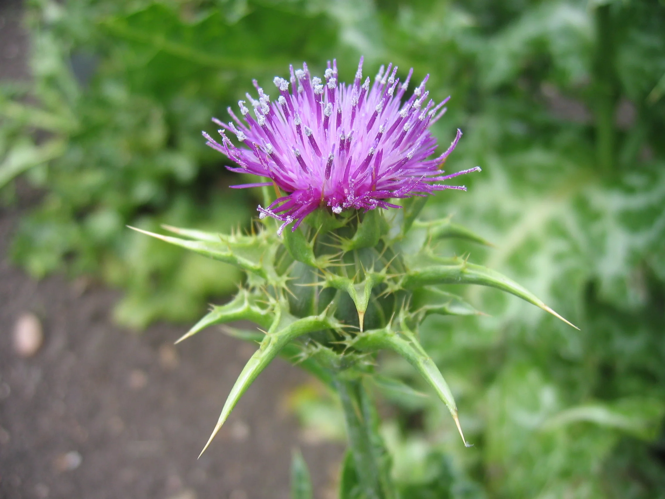 The Plants — Richard Mandelbaum RH