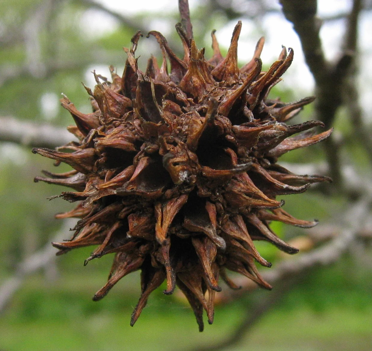 About Richard — Richard Mandelbaum RH