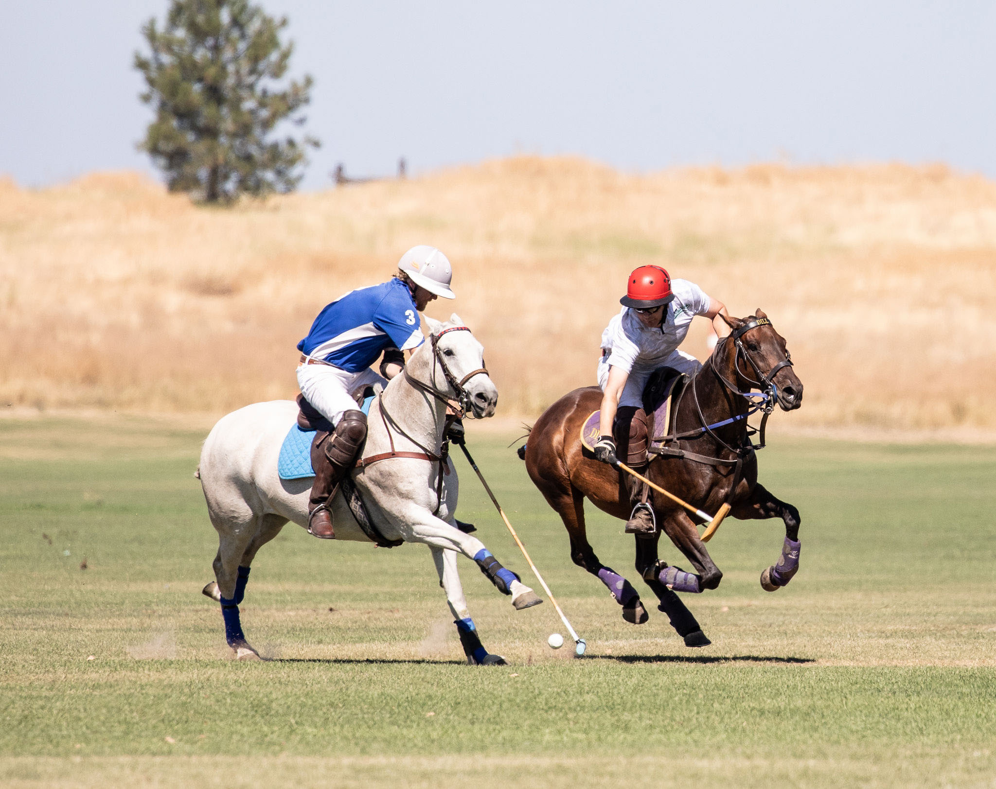 Spectator Info — Spokane Polo Club