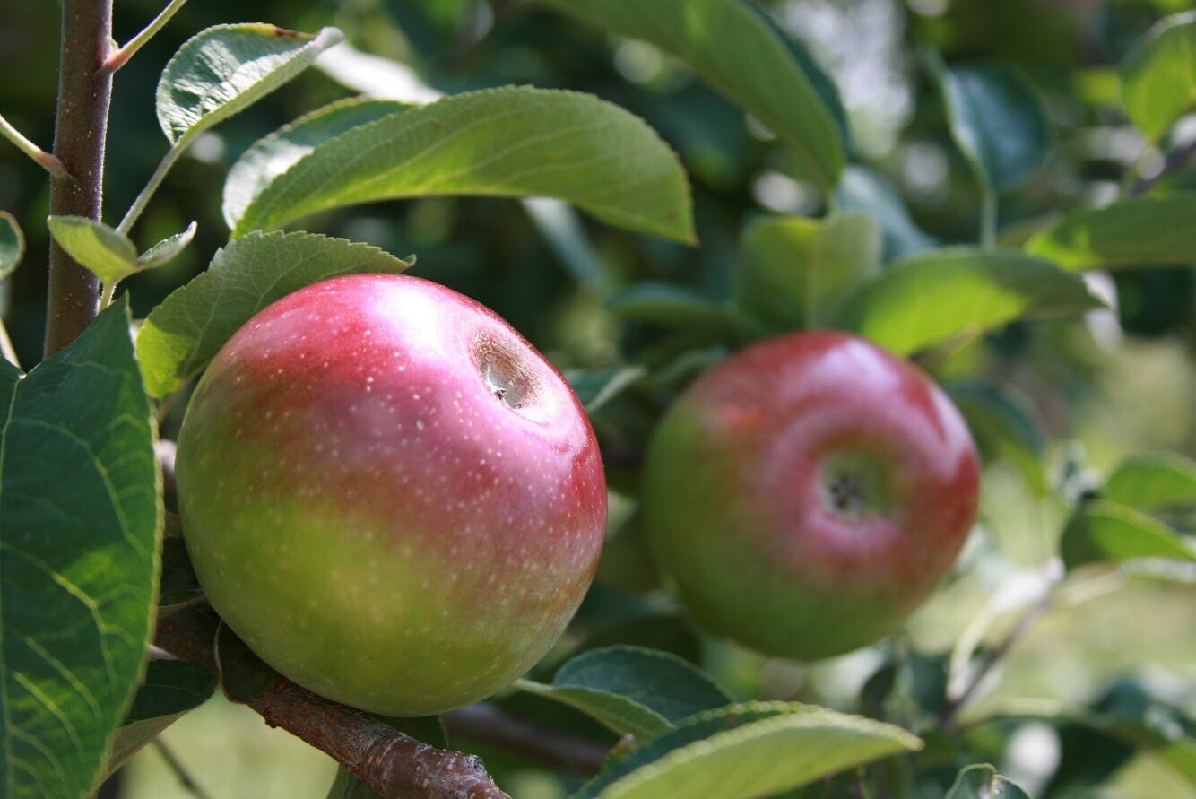Pick Your Own — Scooter's Farm of Woodmont