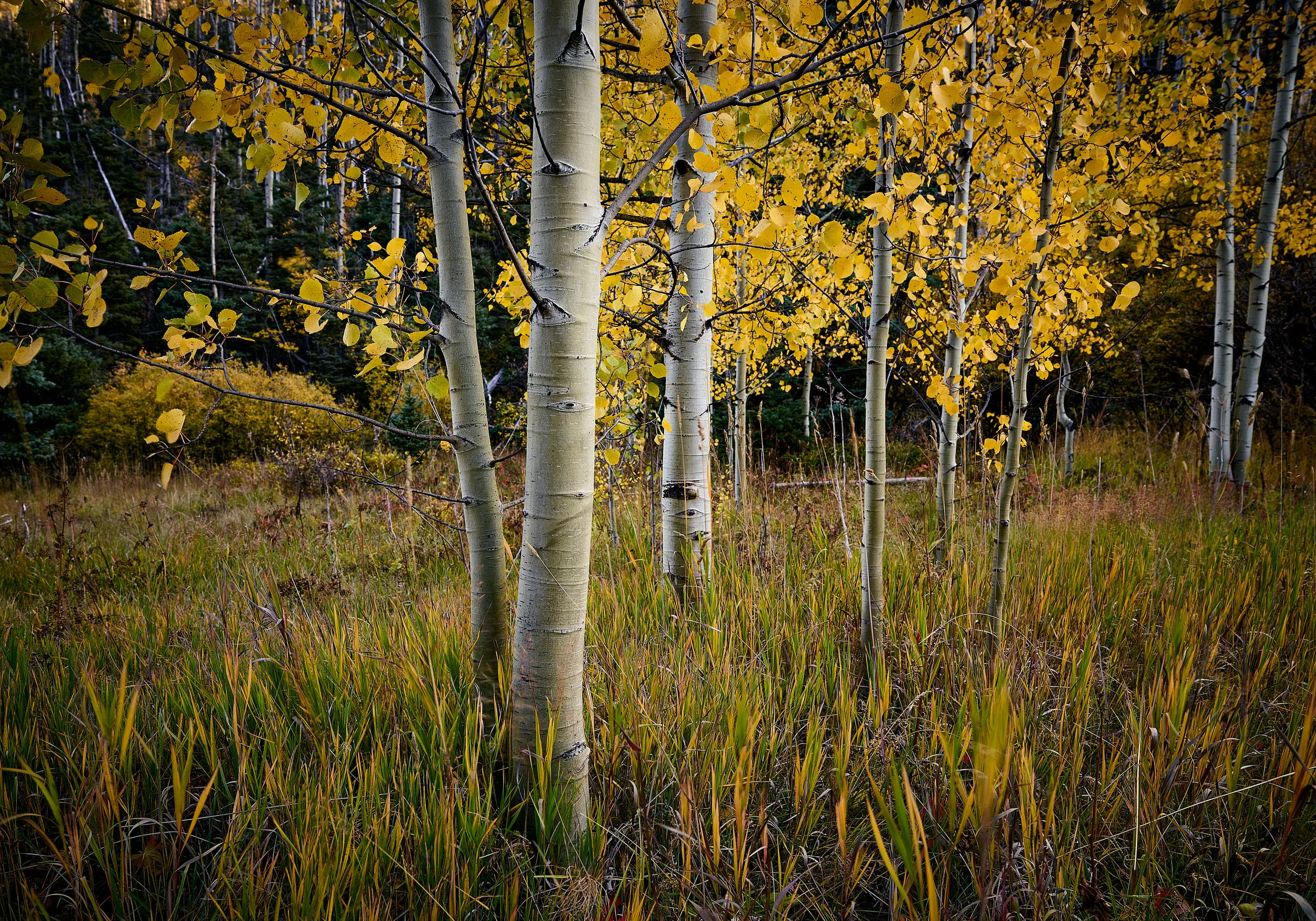 Cloutier Fotographic | Fine Art Giclée Photo Printing, Photo ...