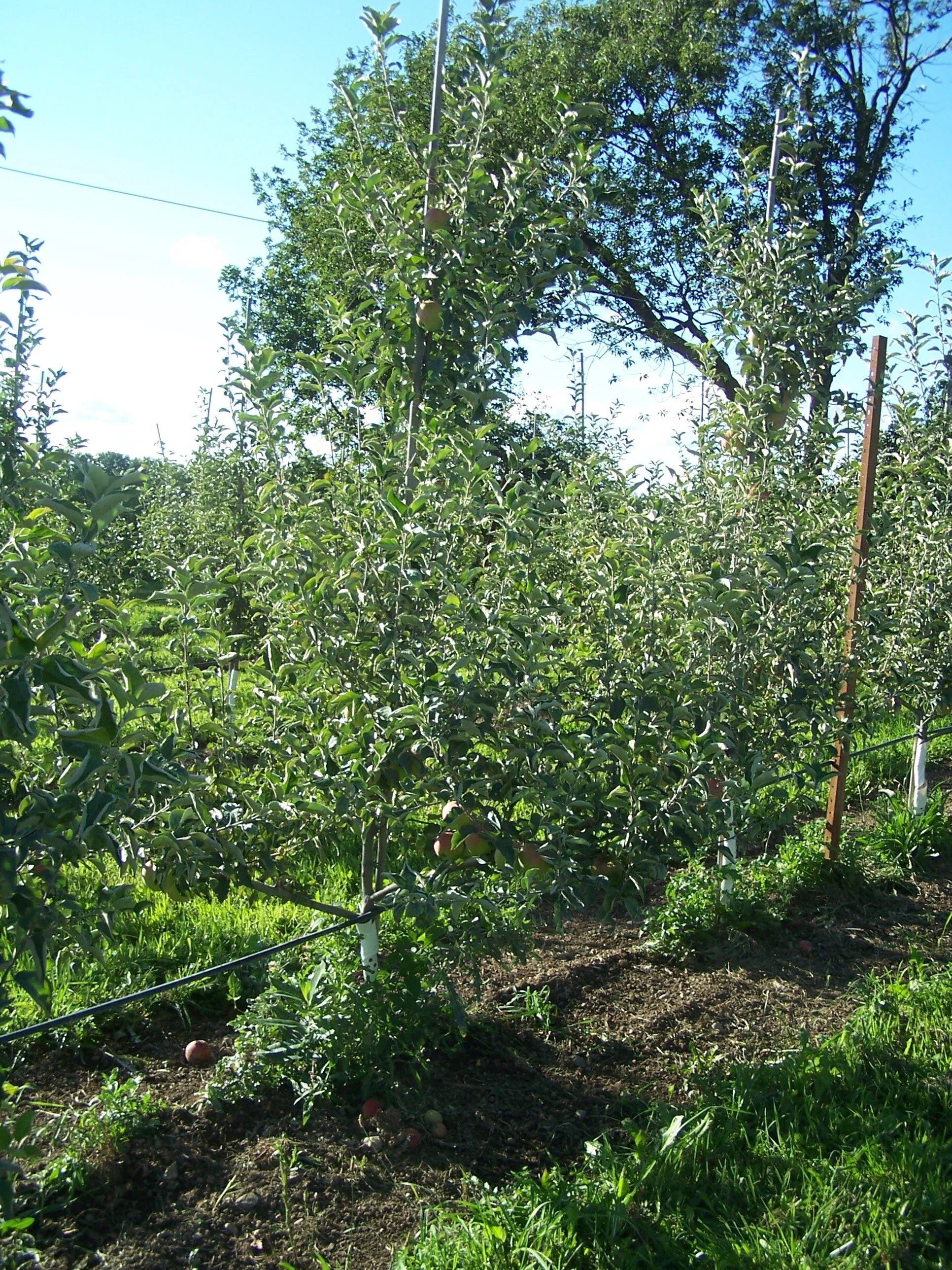 Apple Varieties — Adams Acres