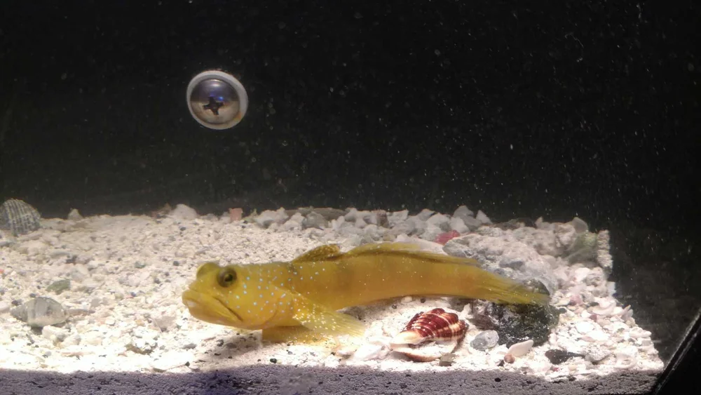 Yellow Watchman Goby