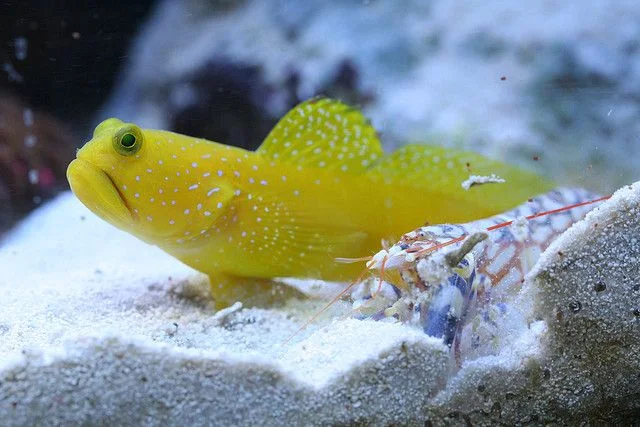 Yellow Watchman Goby Pistol Shrimp Pair